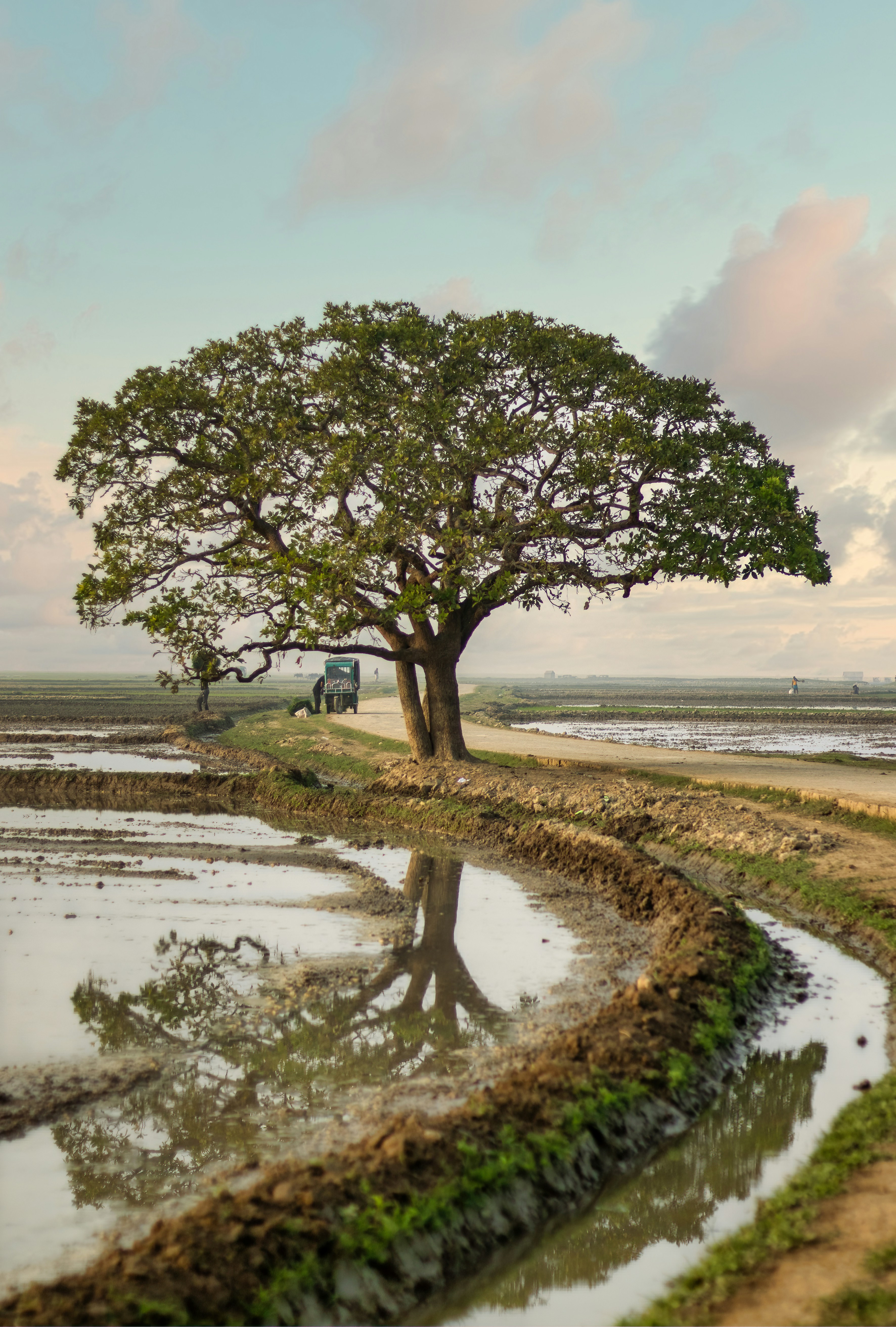 A large tree sitting on top of a lush green field photo – Free Sunset ...