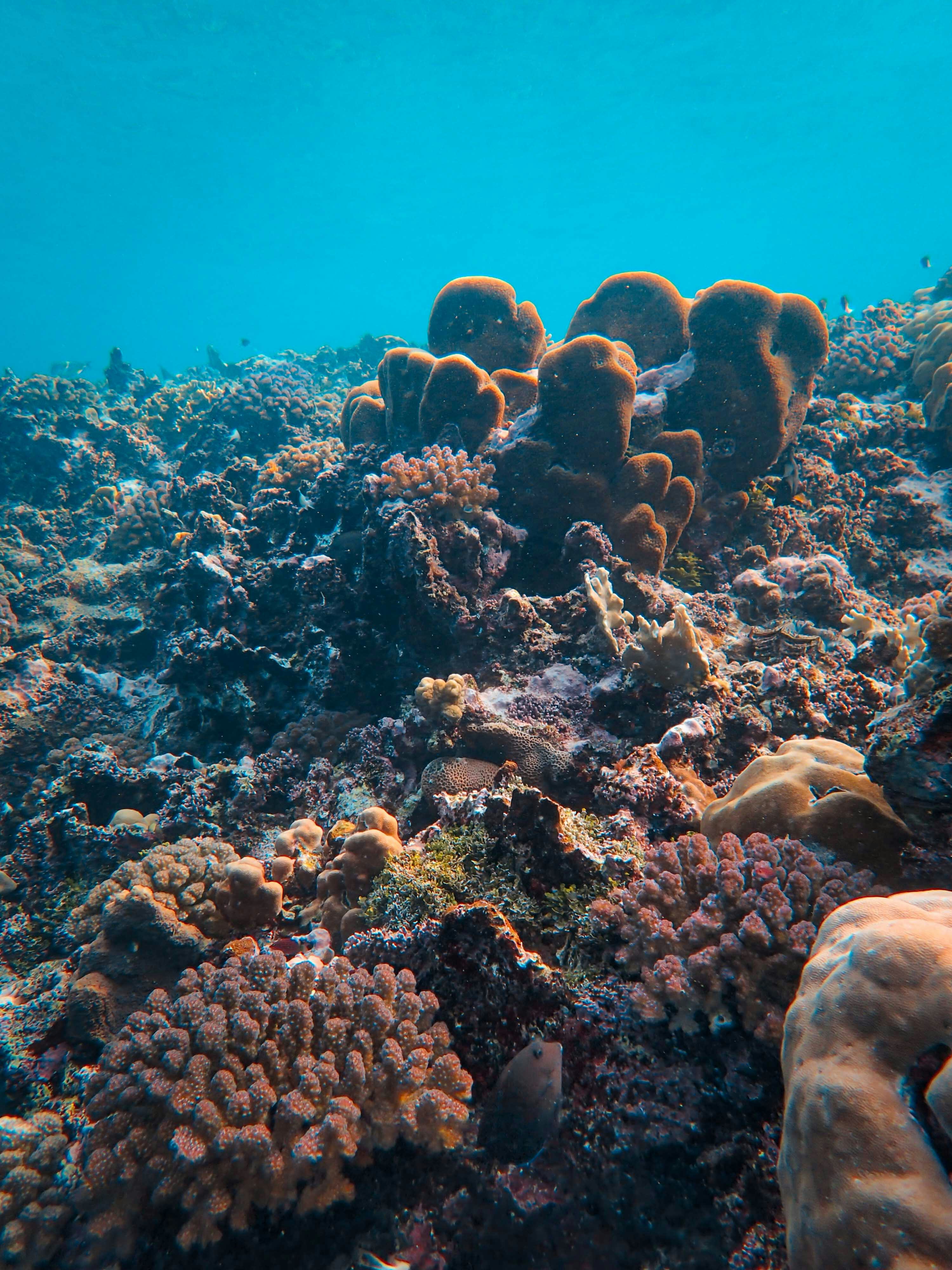 An underwater view of a coral reef with lots of corals photo – Free ...