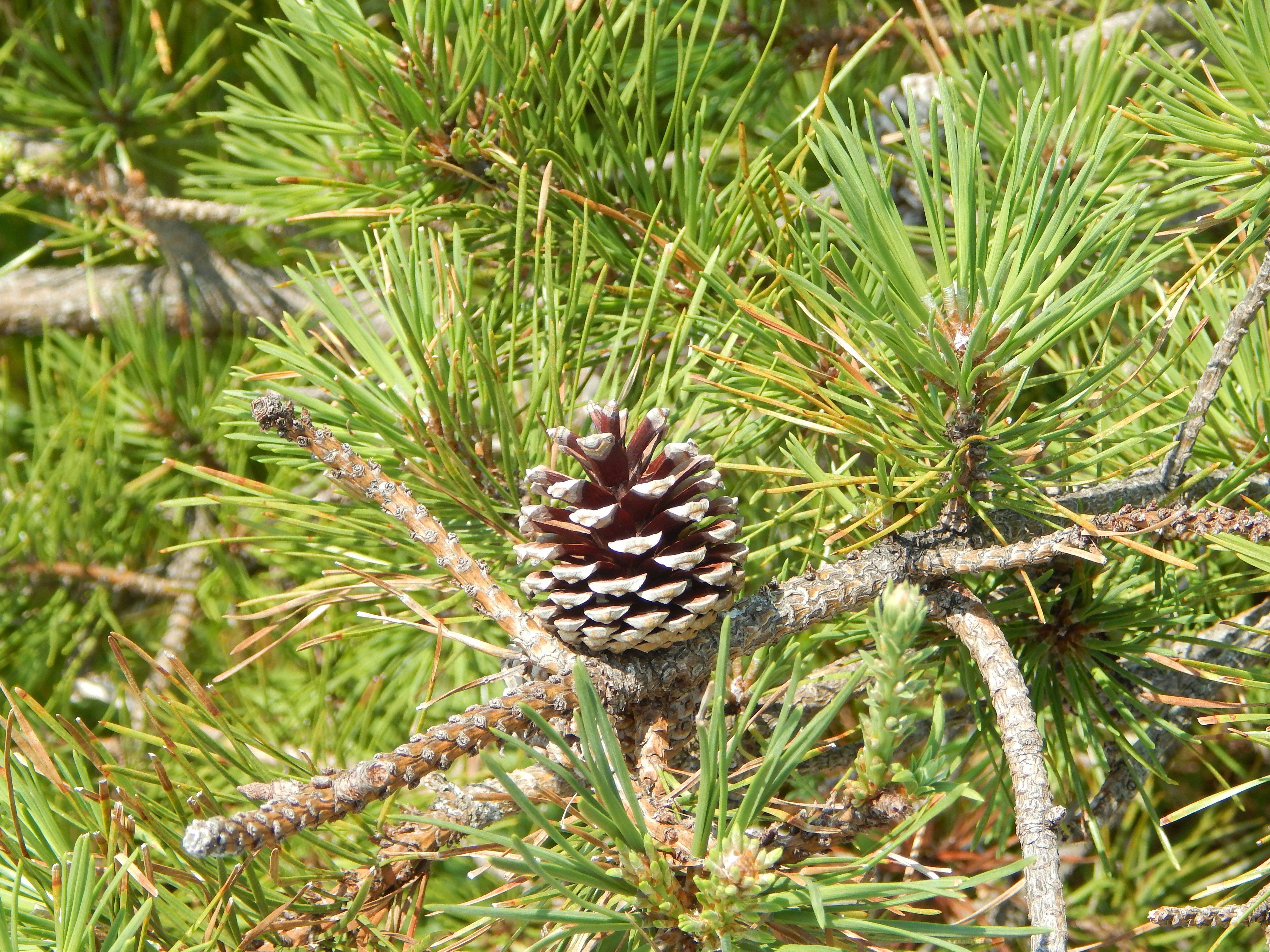 Photo by Maddy Weiss with Nikon Coolpix L820