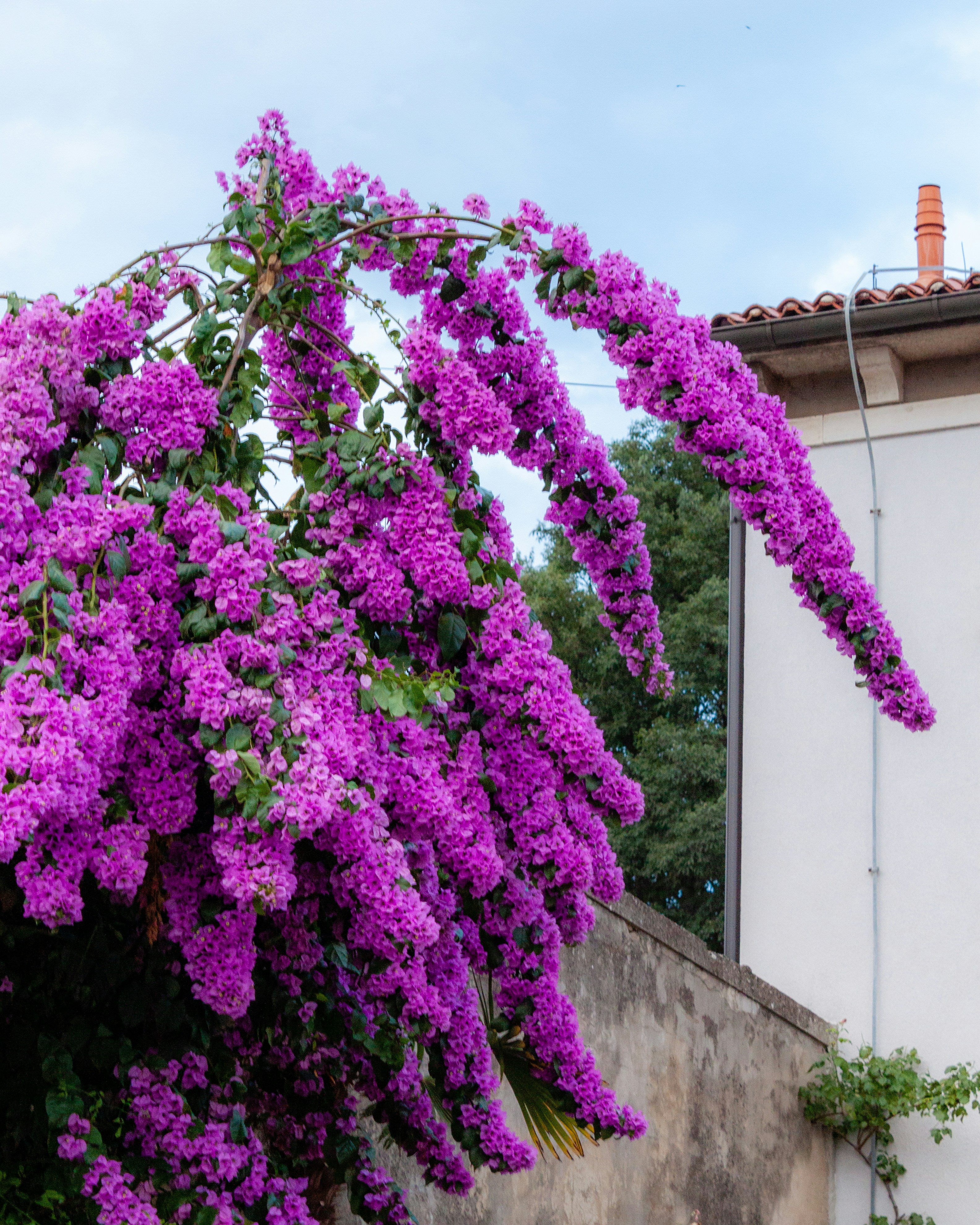 Crimson Bougainvillea Cascade Framing a Quiet Wall