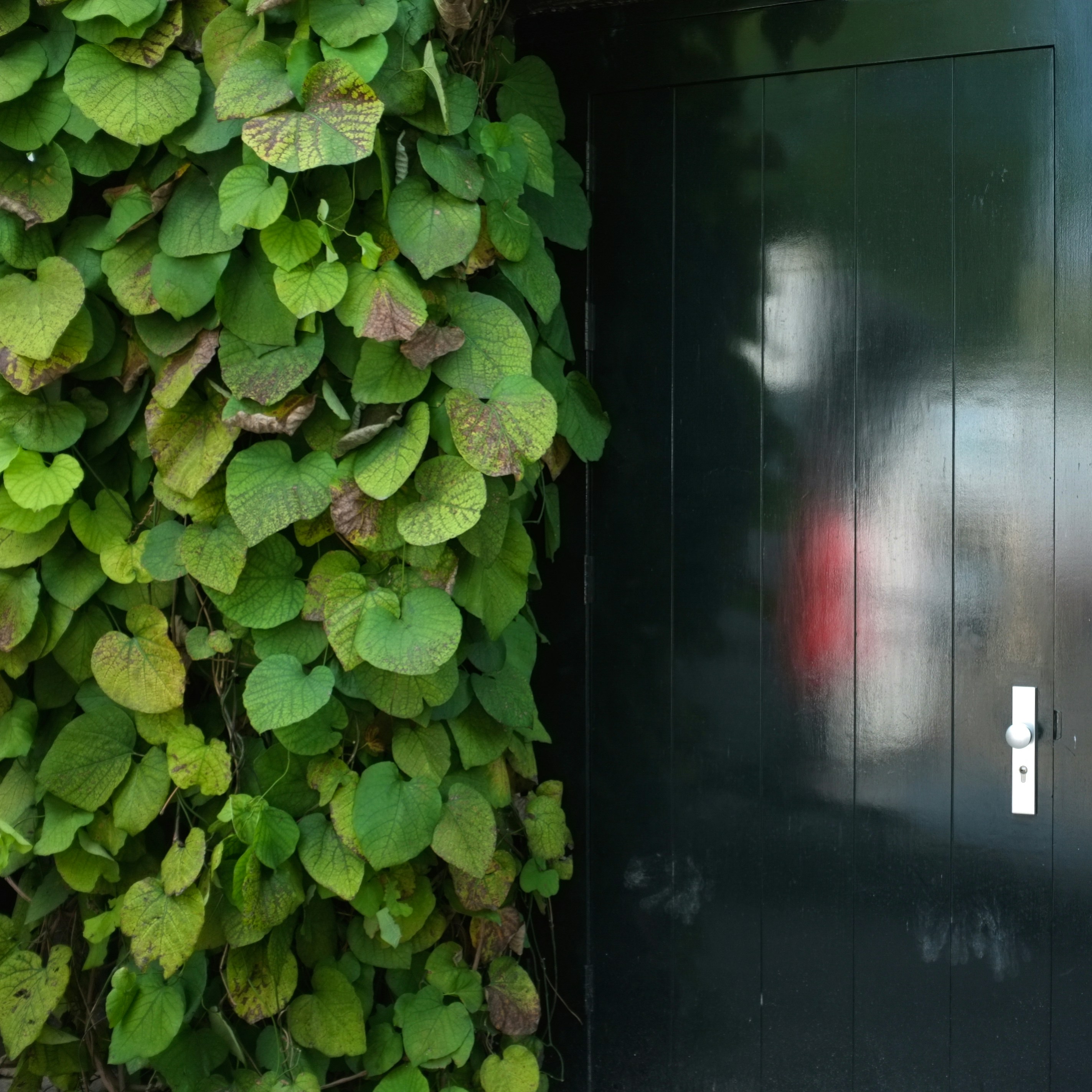 Verdant Curtain Framing a Glossy Black Door