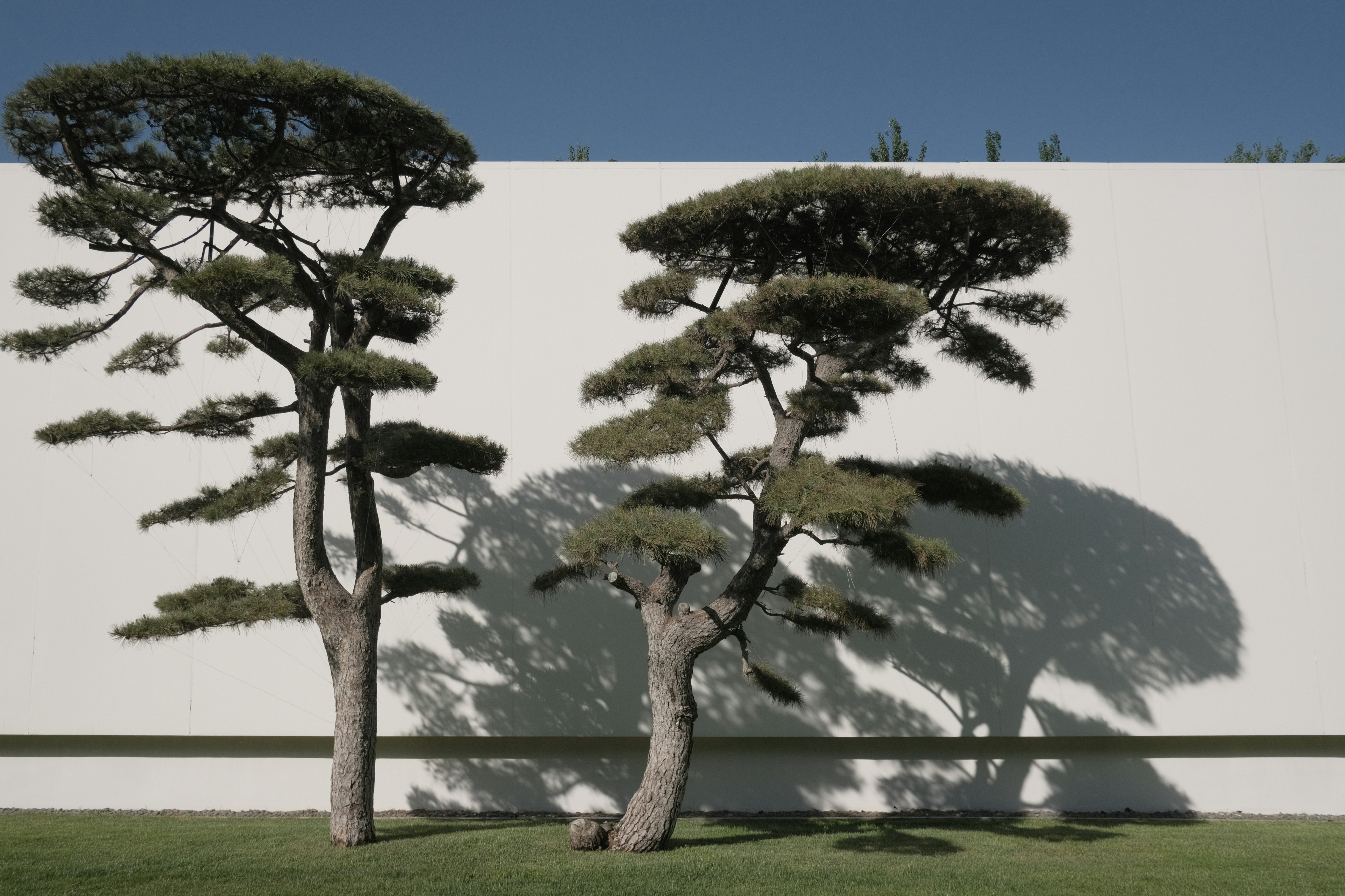 Two Pruned Pines Stand Against a Sunlit Wall