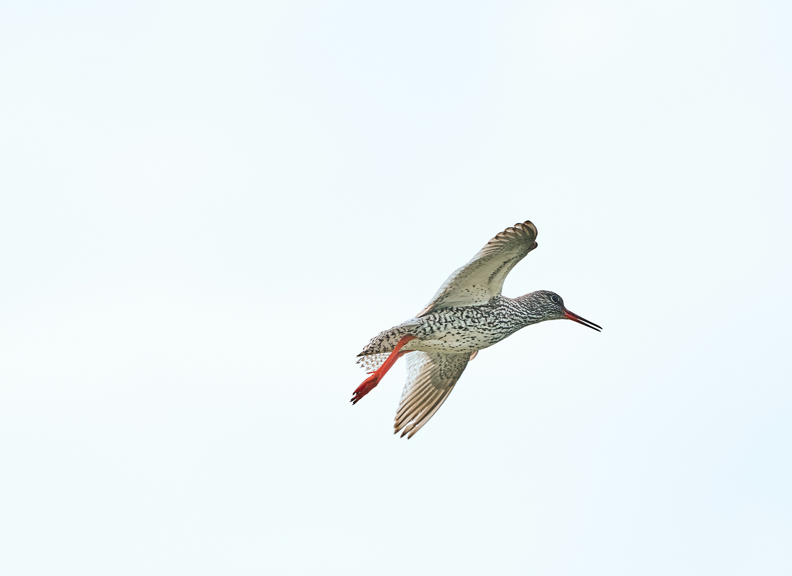 Redshank - "Tringa totanus"
