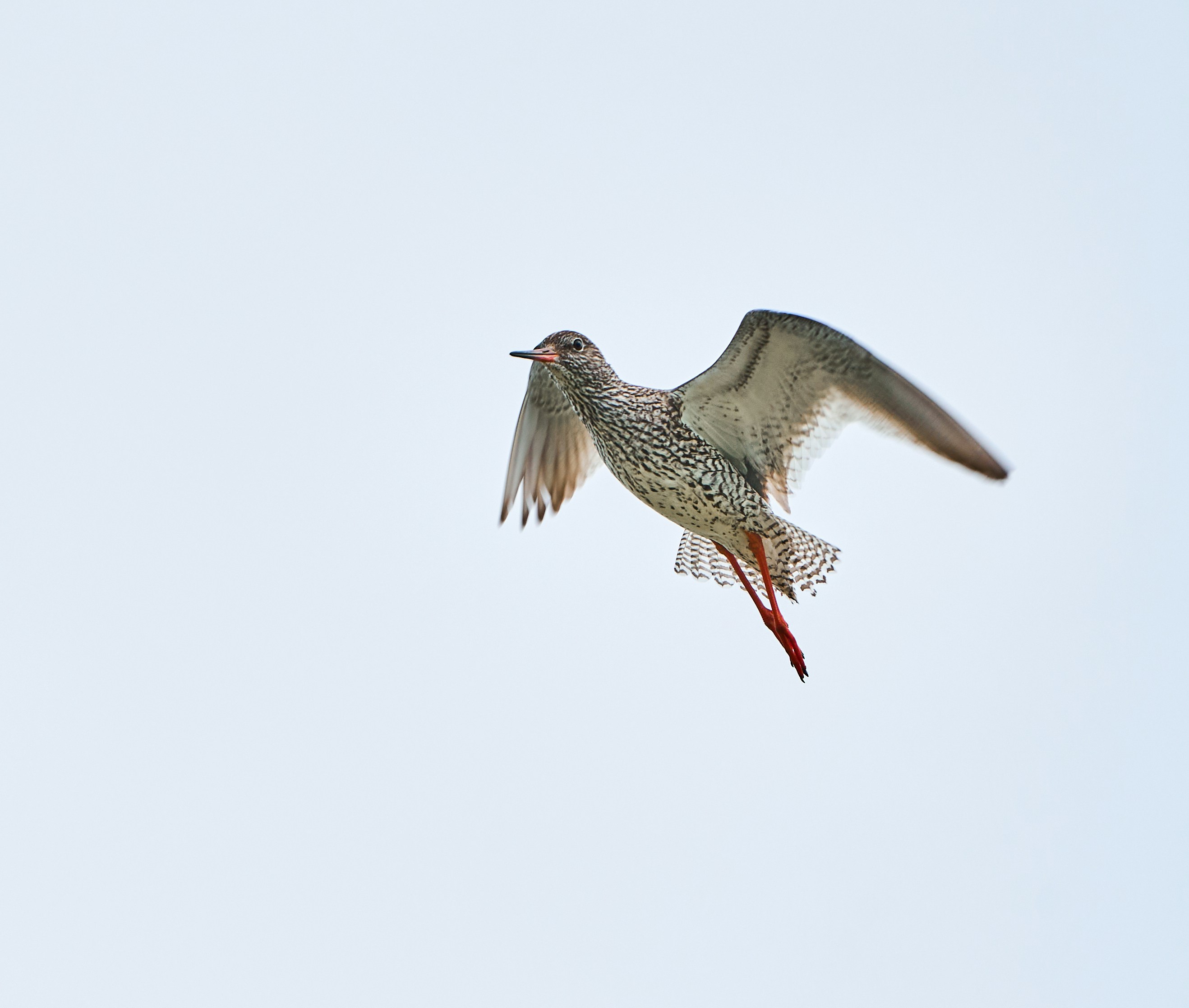 Speckled Shorebird in Mid-Flight Against a Pale Blue Sky