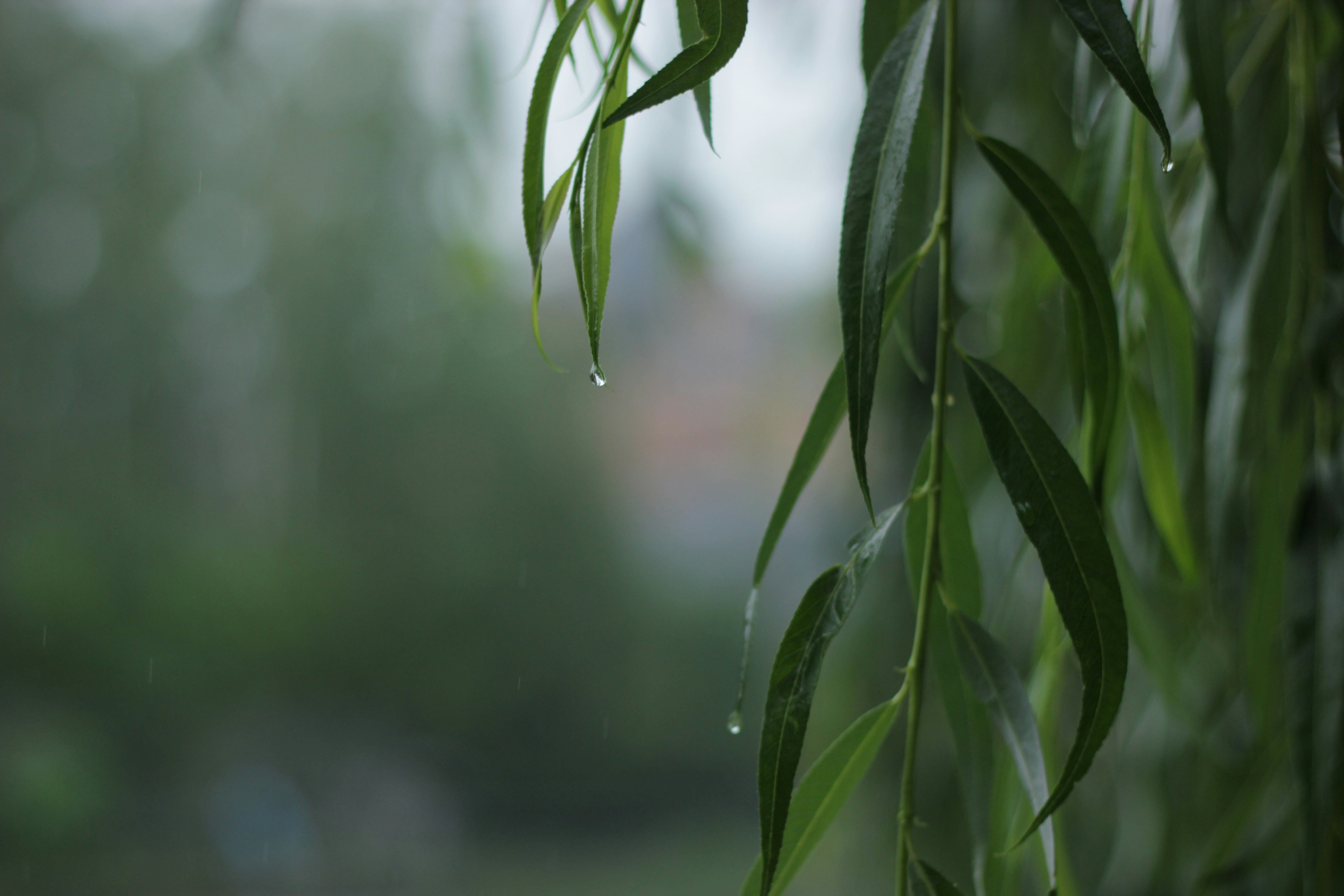 Verdant Droplet: a single dew bead on willow fronds against a blur of green