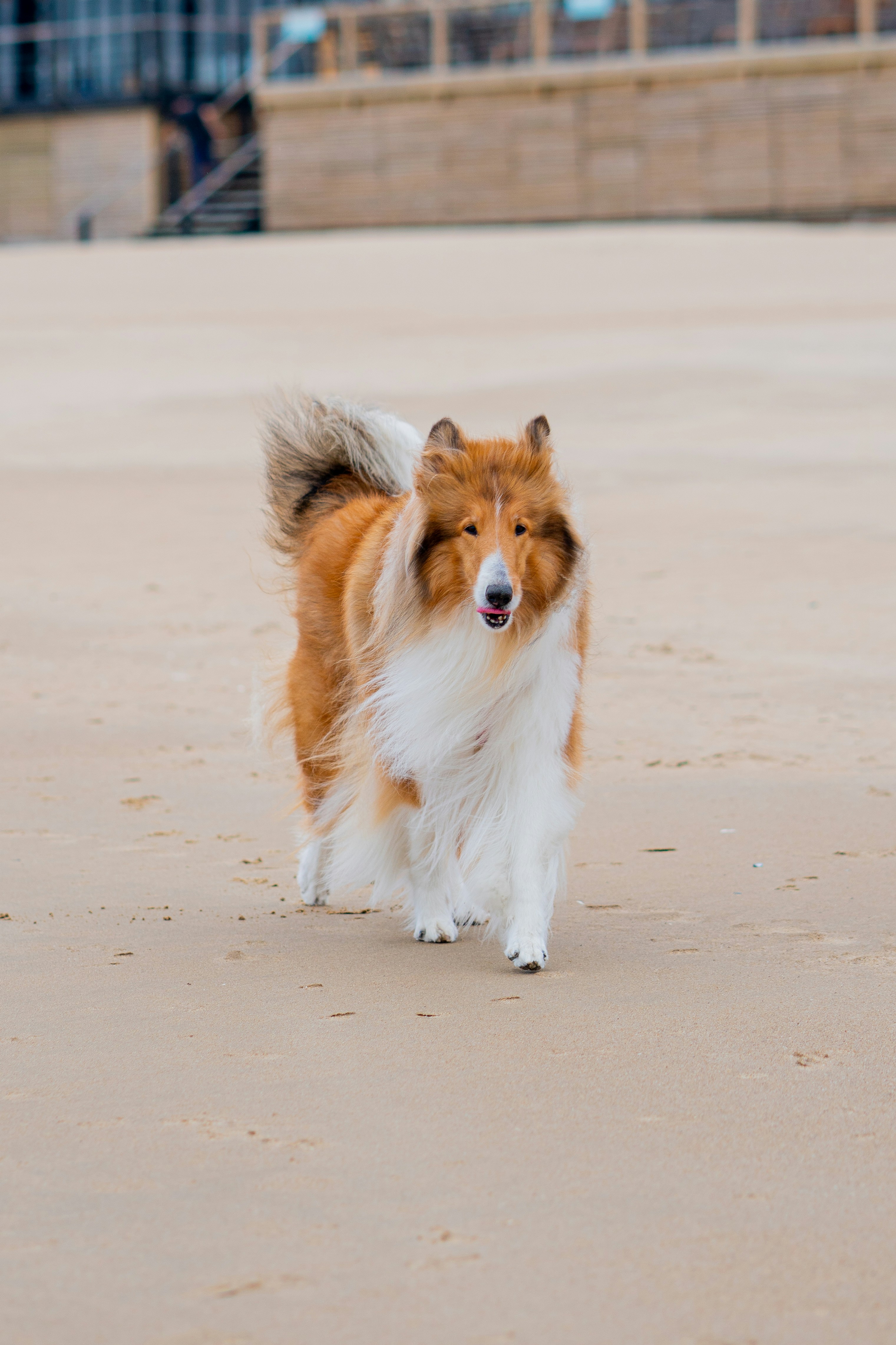 Coastal Collie: A Sunlit Stride Across Quiet Sand