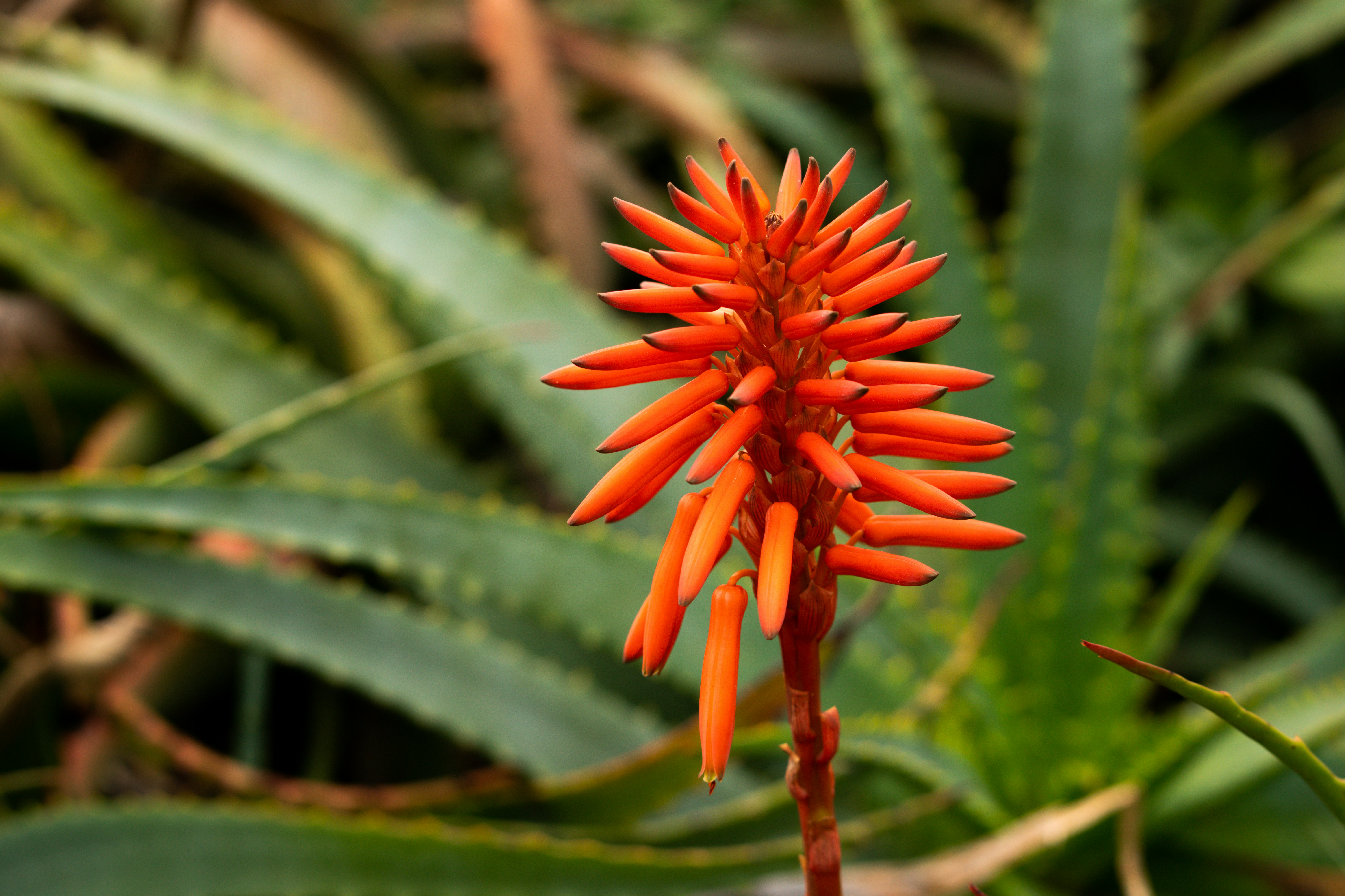 A close up of an orange flower in a field photo – Free Uruguay Image on ...