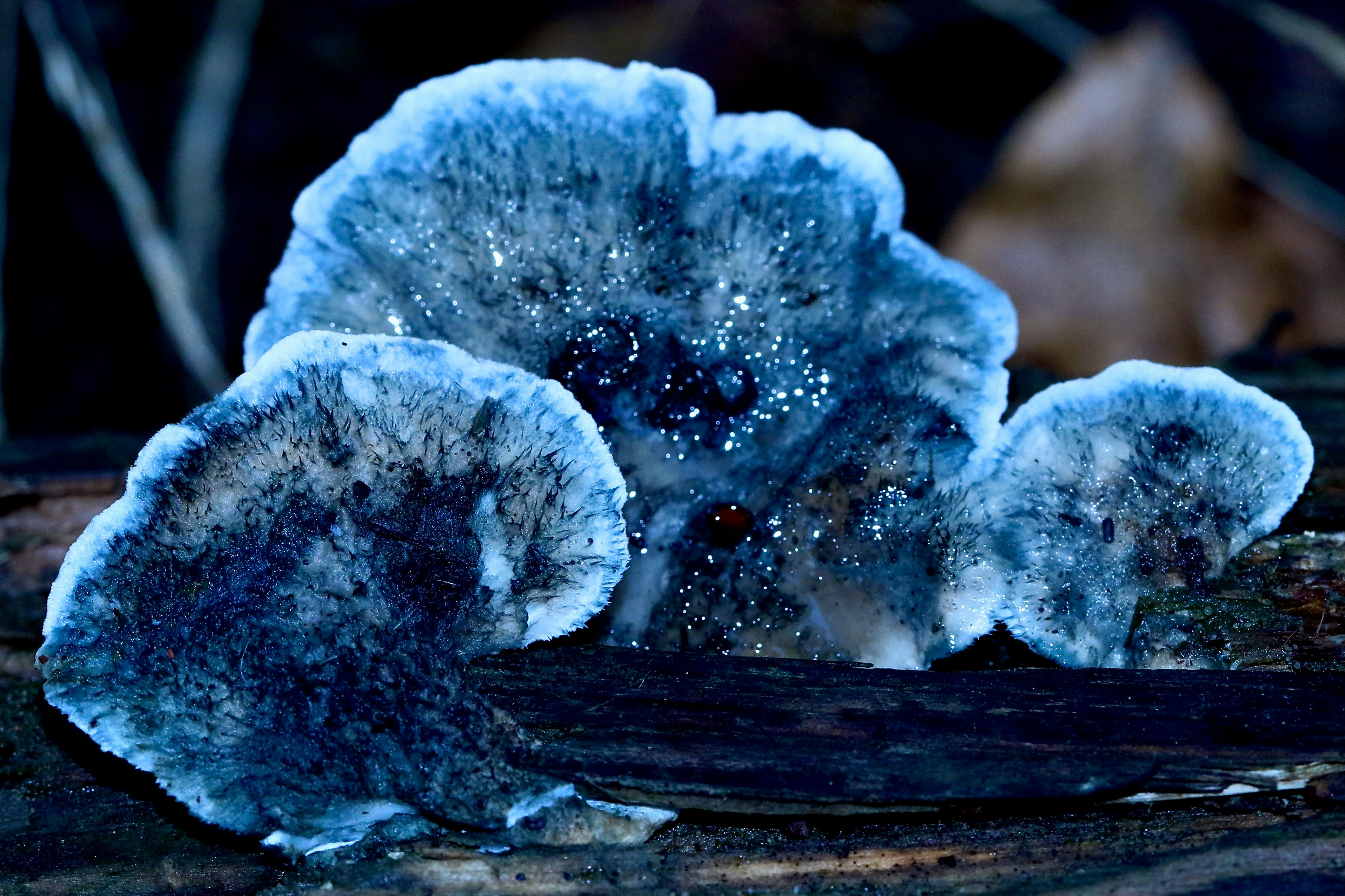 Blue Fungus
