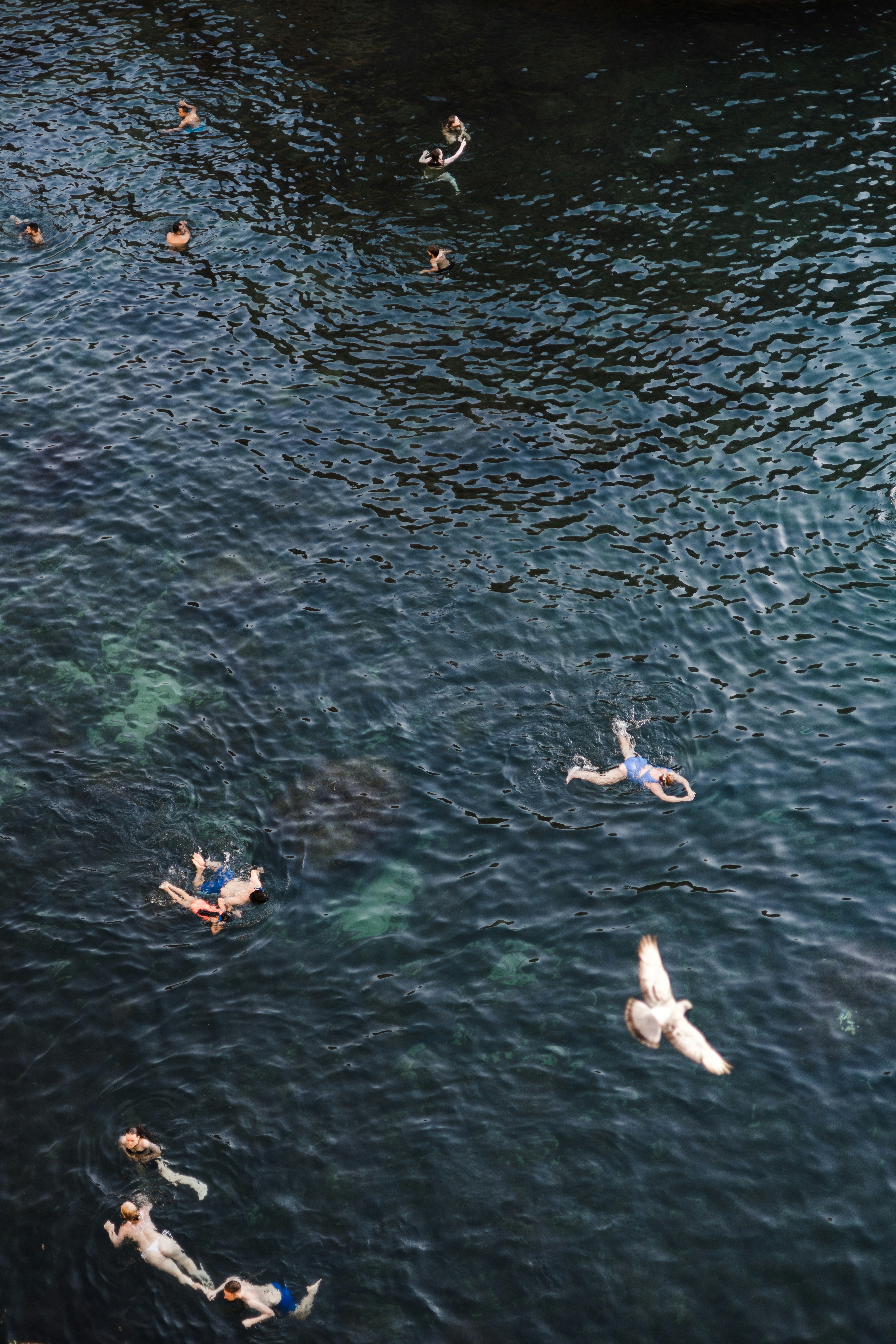 A group of people swimming in a body of water photo – Free 70044 ...
