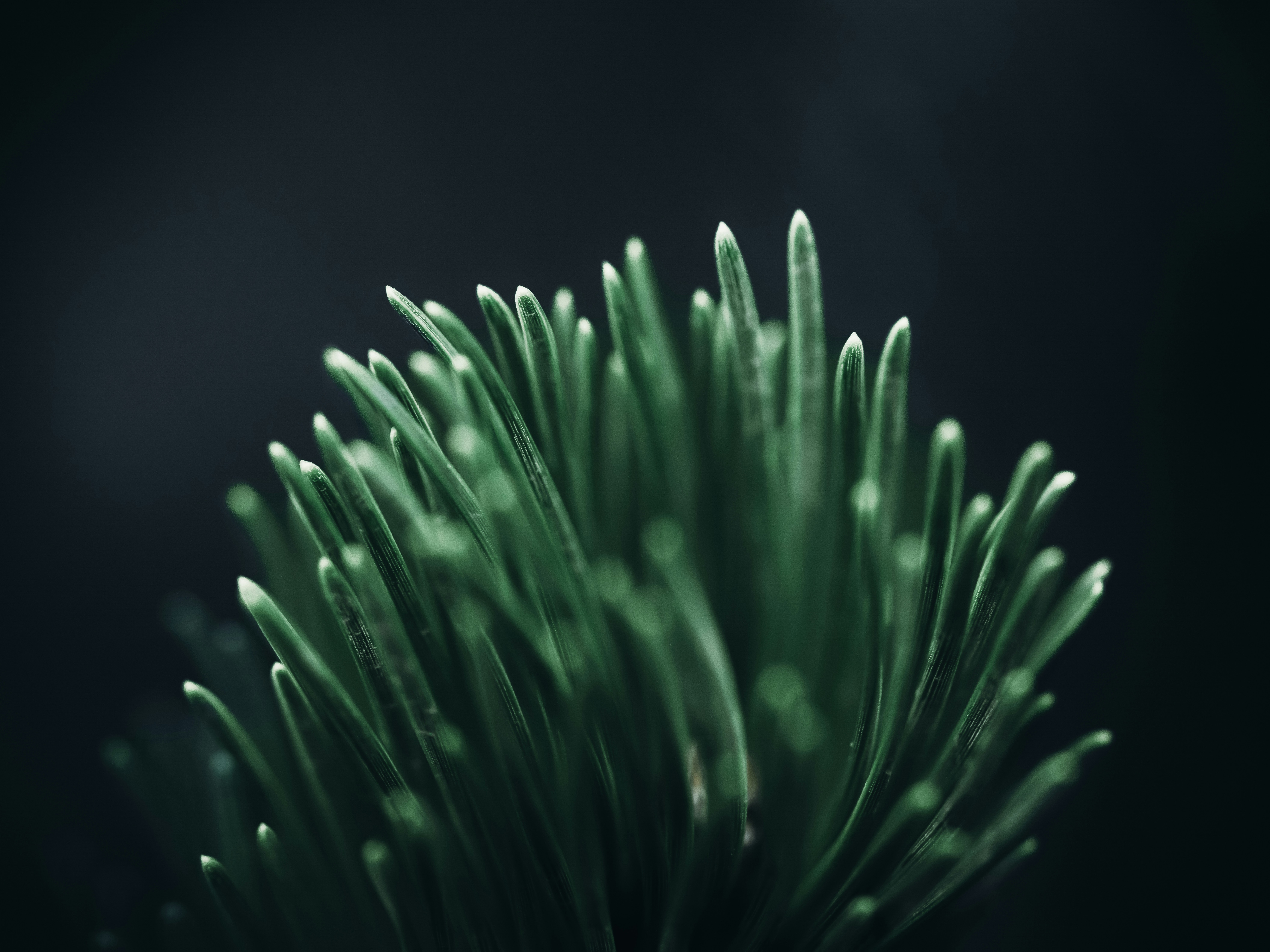 Needle Crown in Velvet Darkness: A Macro Study of Pine Green Against Night