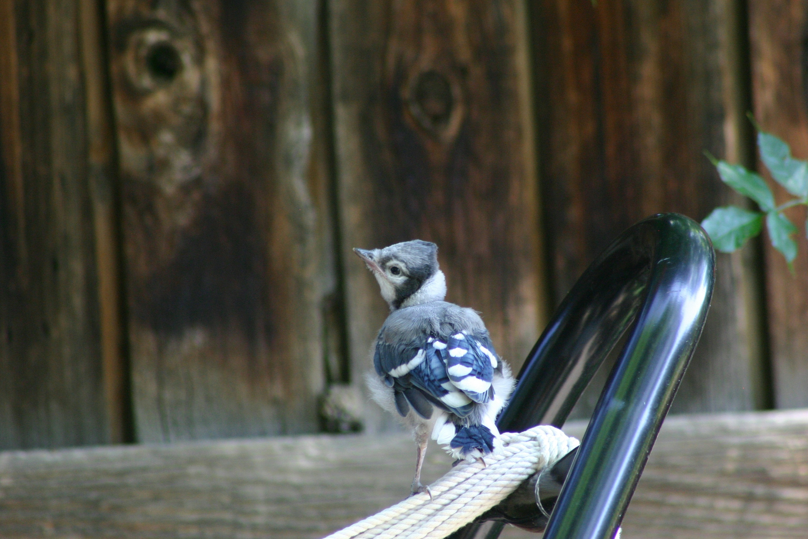 Blue-gray bird perched on a coiled wire against a weathered wooden fence