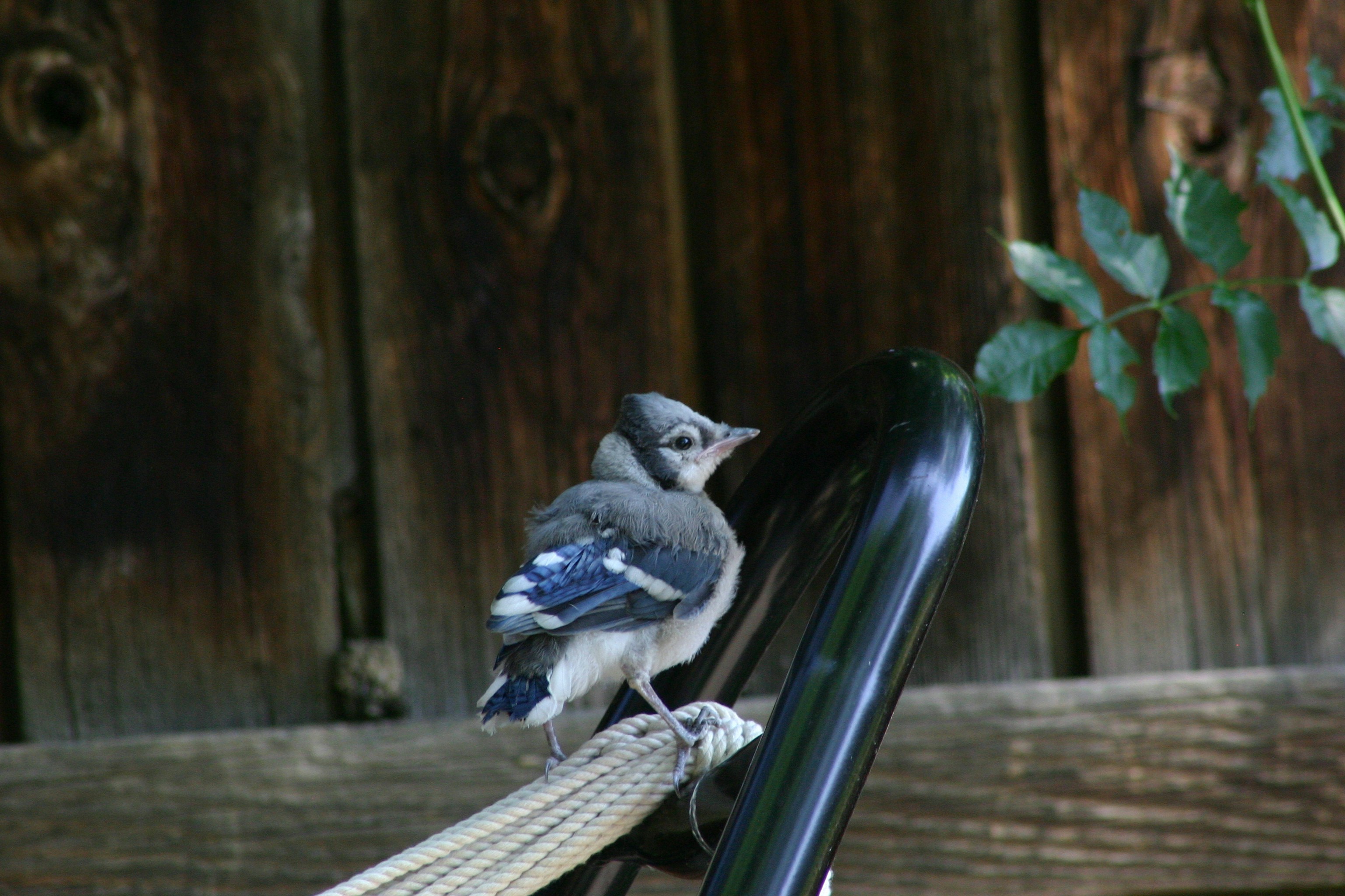 Baby Blue Jay learning to fly, taking a rest.