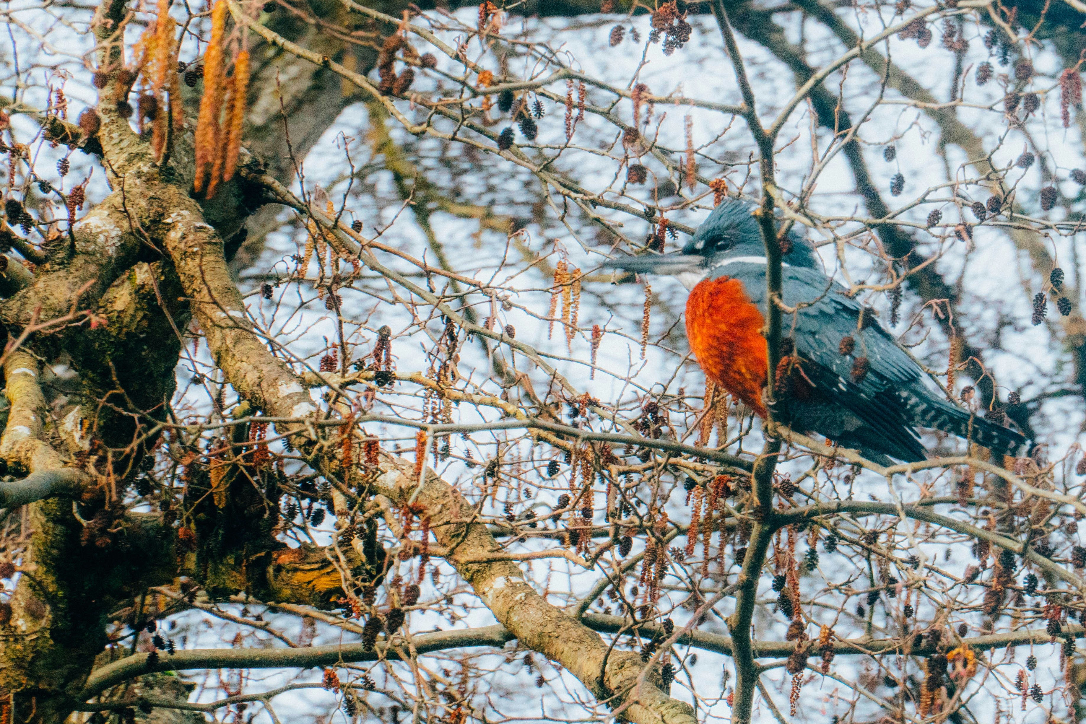 Crimson-Feathered Sentinel on Winter Branches