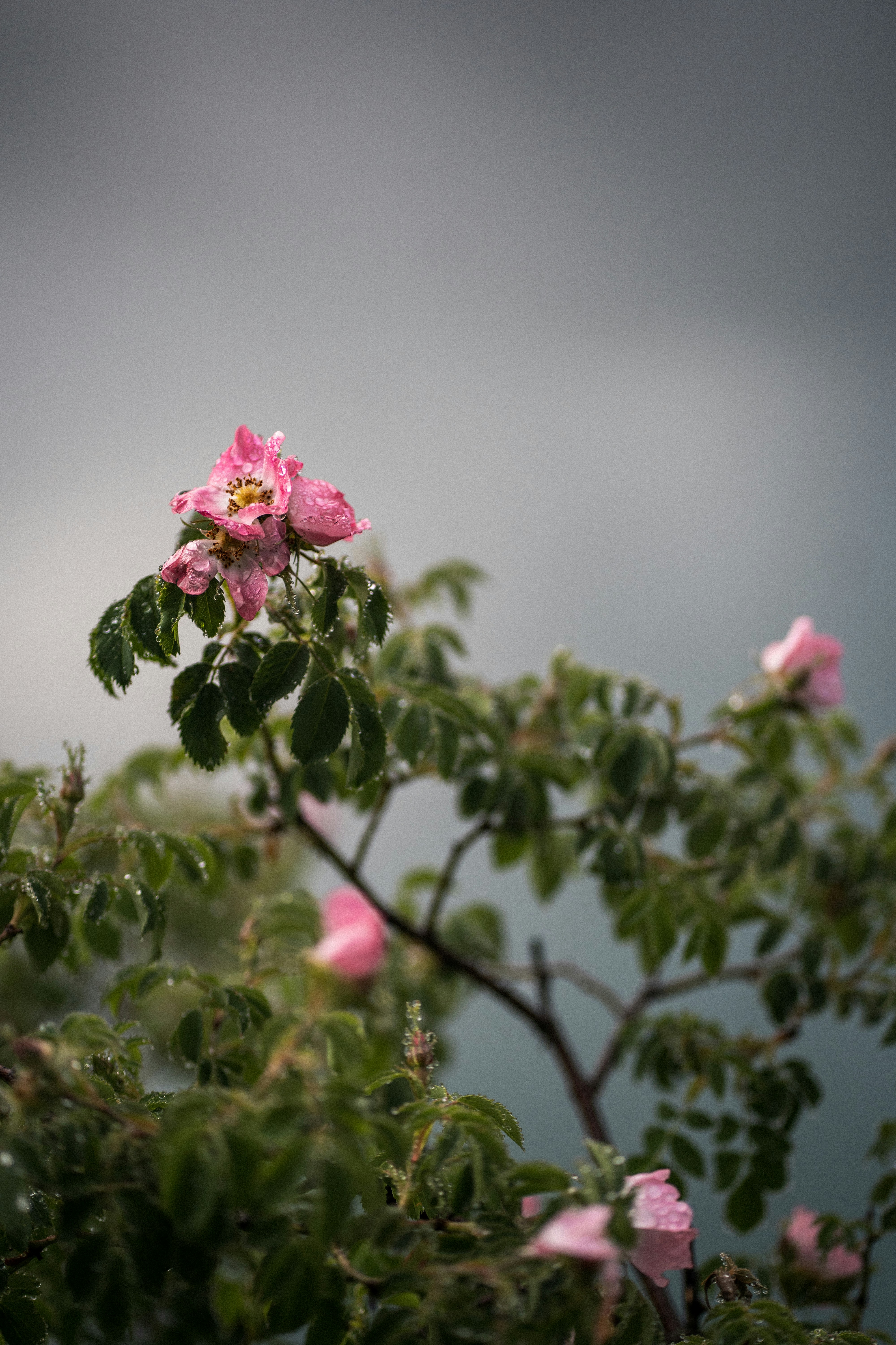 Dew-kissed Pink Rose on a Wind-Touched Branch Against a Misty Sky
