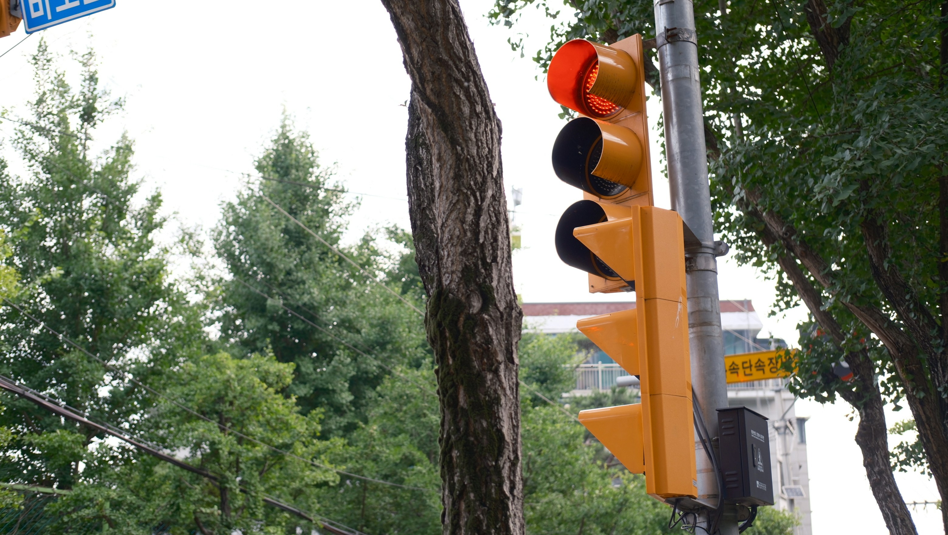 Amber Beacon Amid Urban Canopy