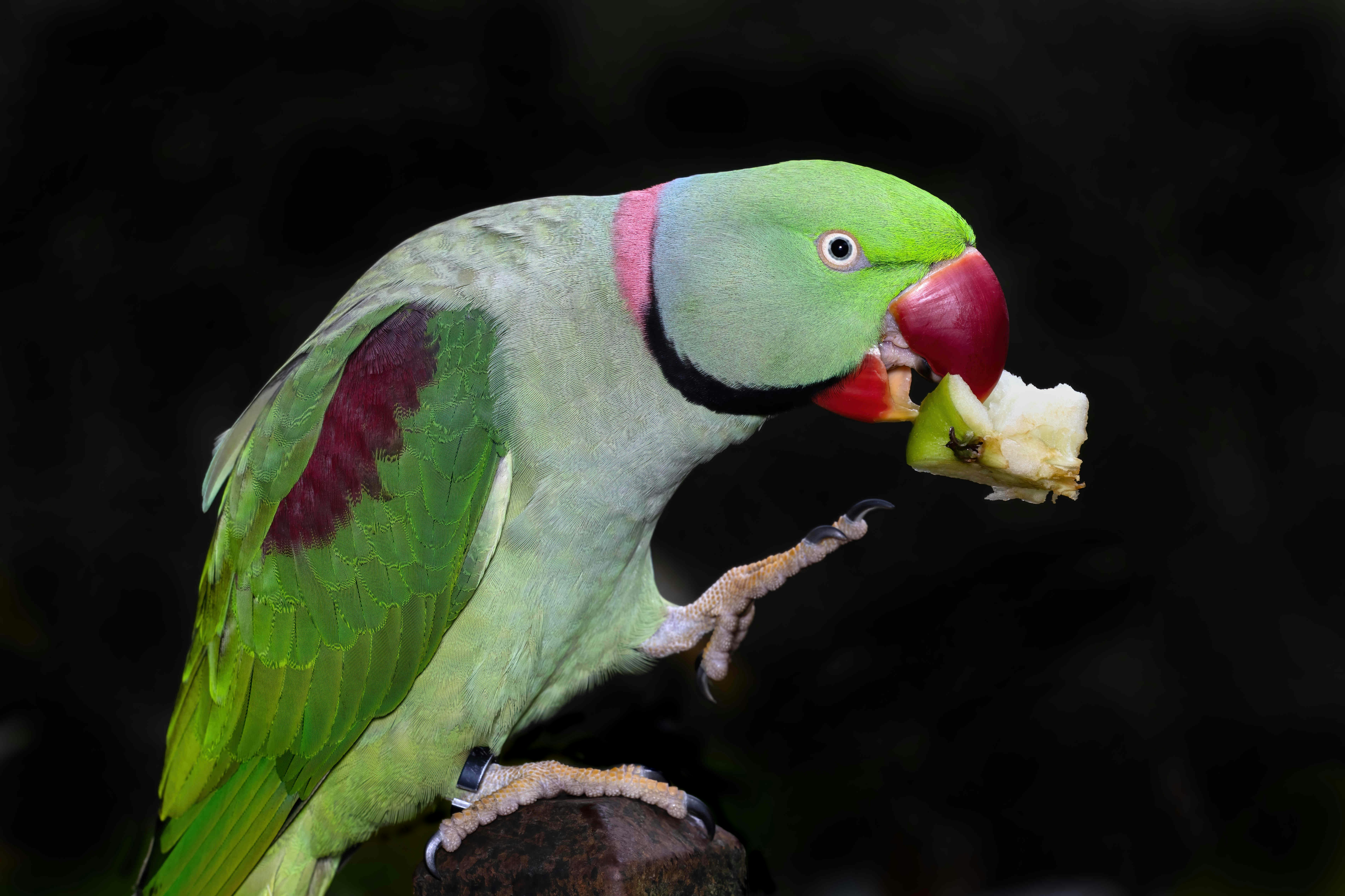 Alexandrine parrot eating an apple.