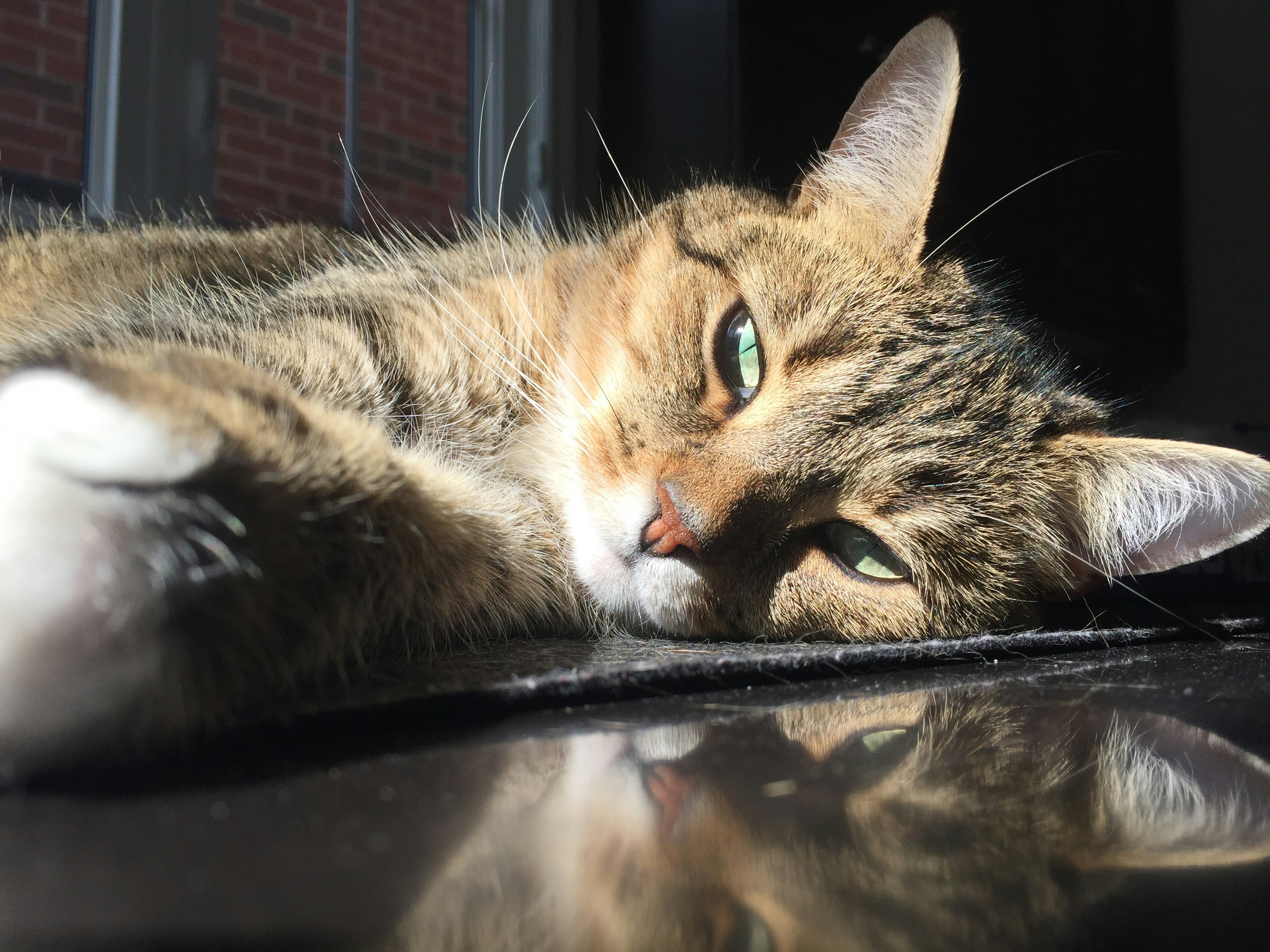 Cat Sun Pictures | Download Free Images on Unsplash