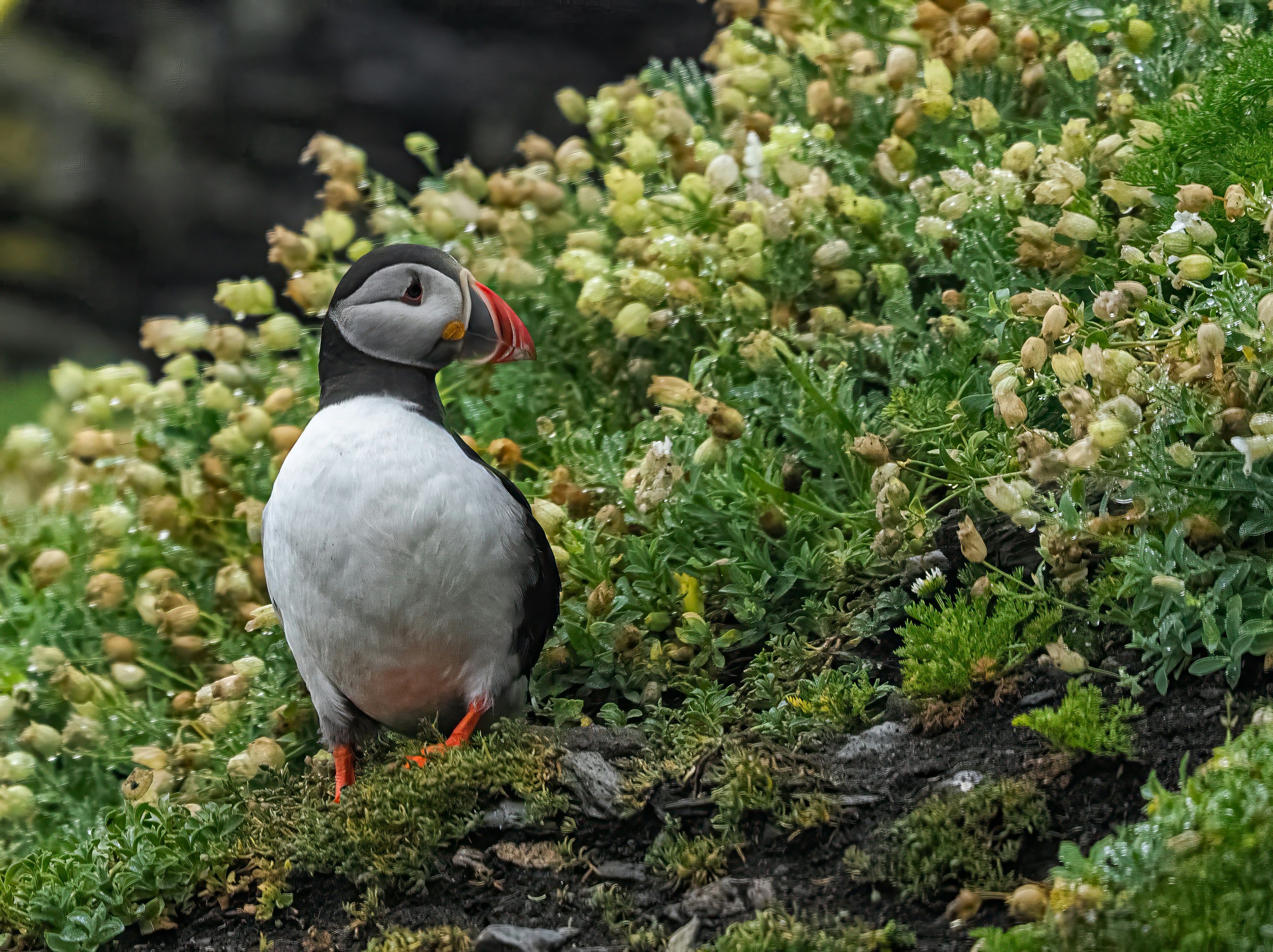 A puffy bird standing on a patch of grass photo – Free Ireland Image on ...