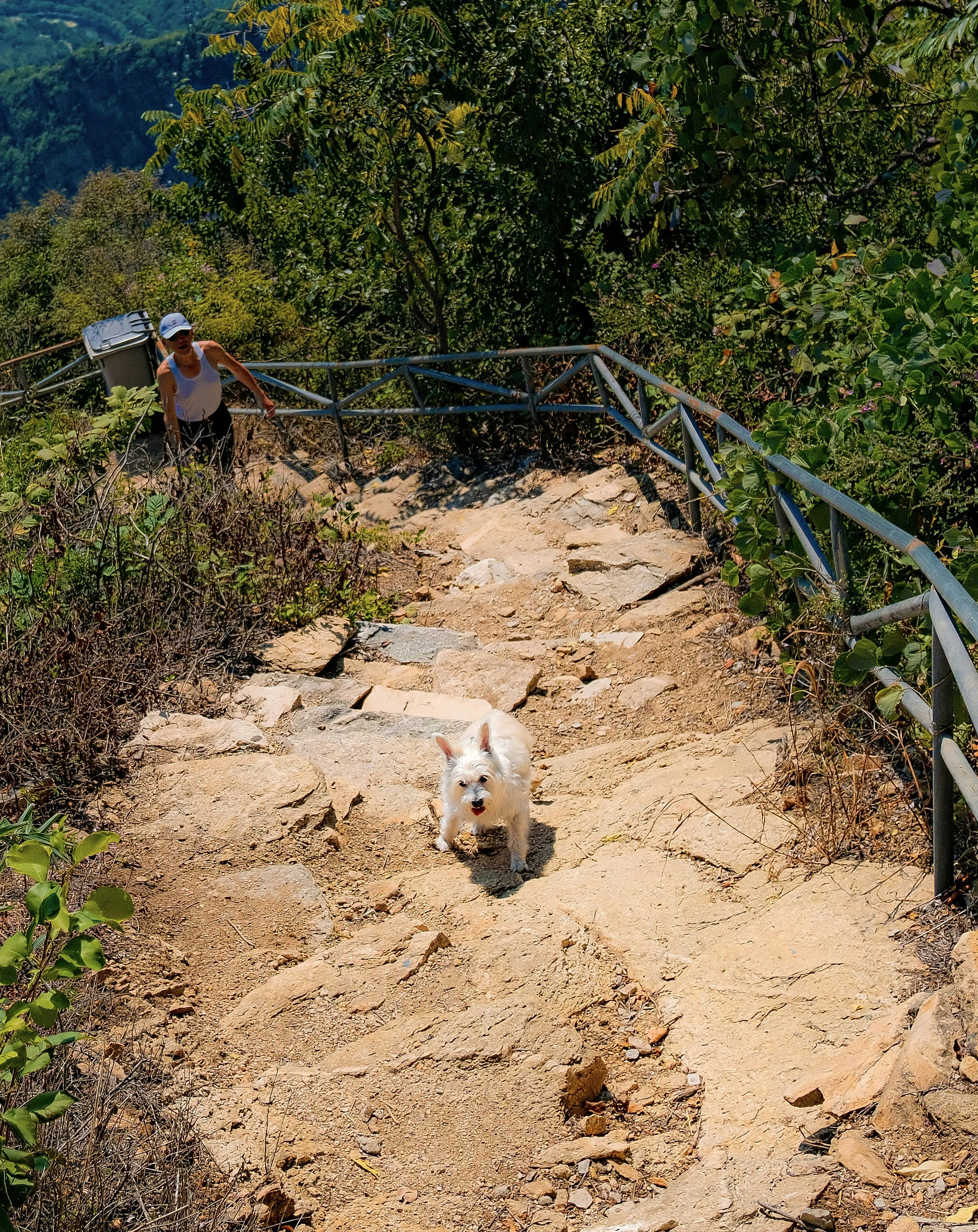 Rugged Ridge Trail: a fluffy white dog leads the rocky ascent