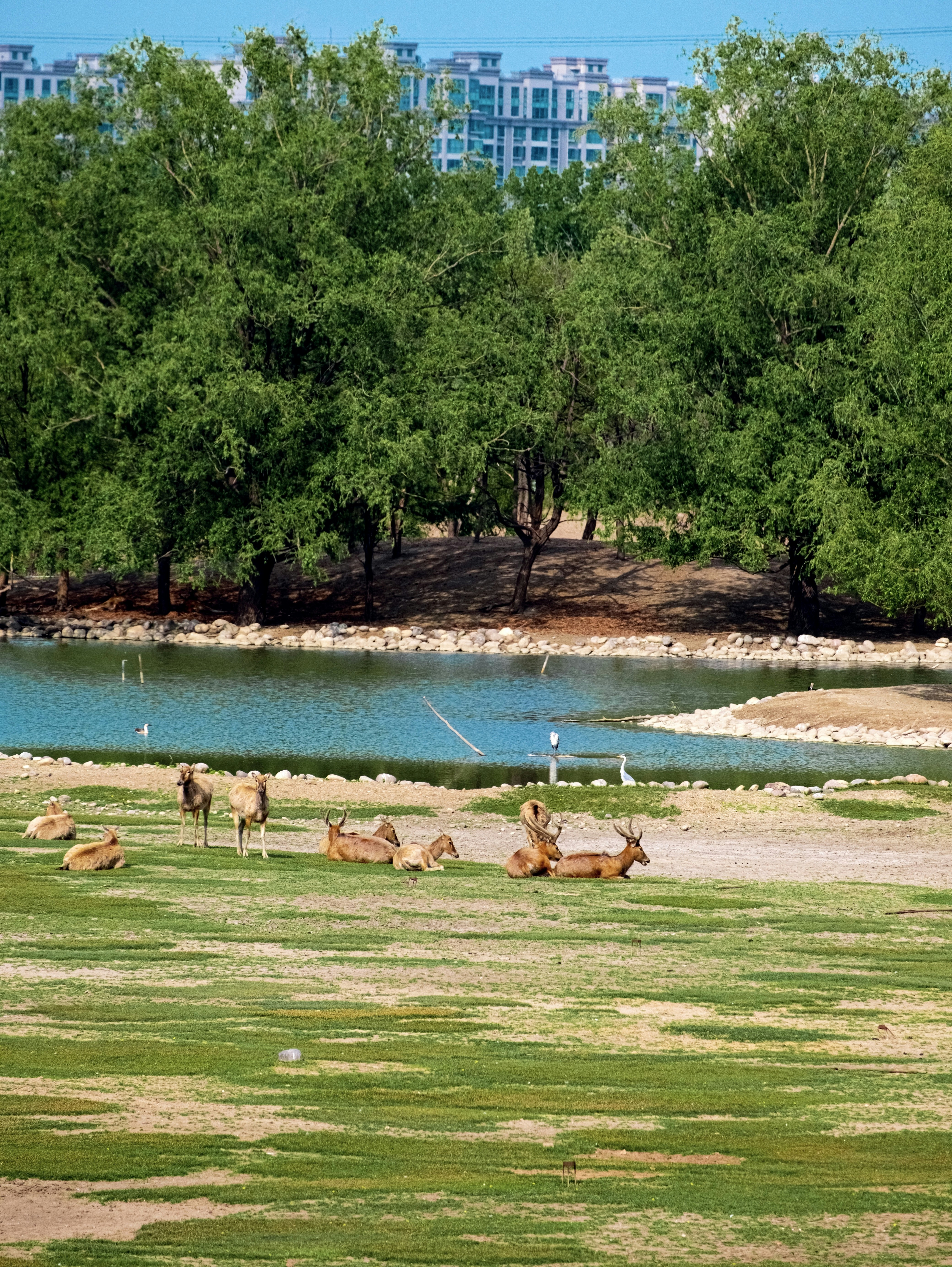 Sunlit Pause Along the River: A Deer Herd Loafing in the Park