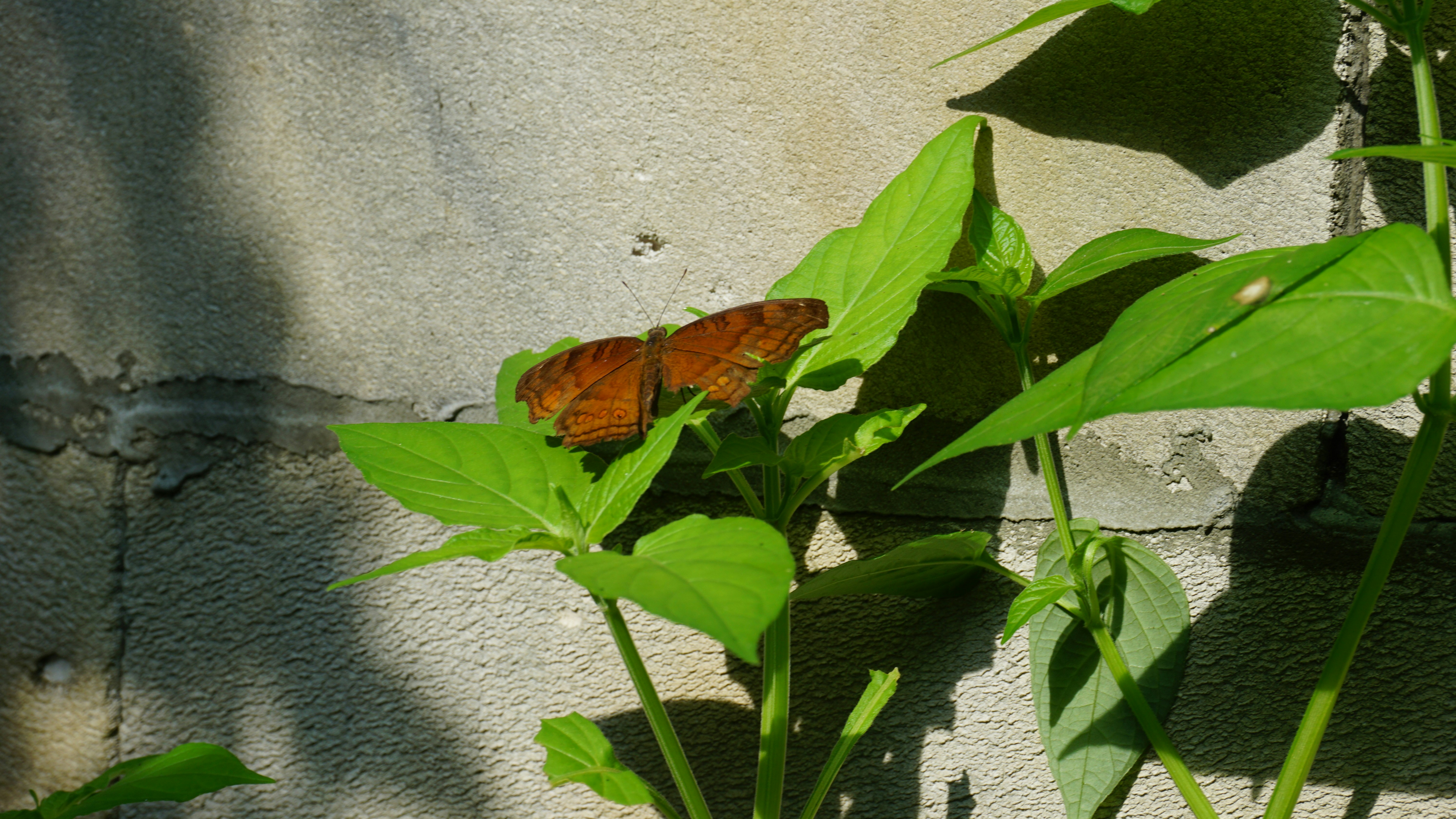 An orange butterfly rests on bright green leaves beside a rough concrete wall.