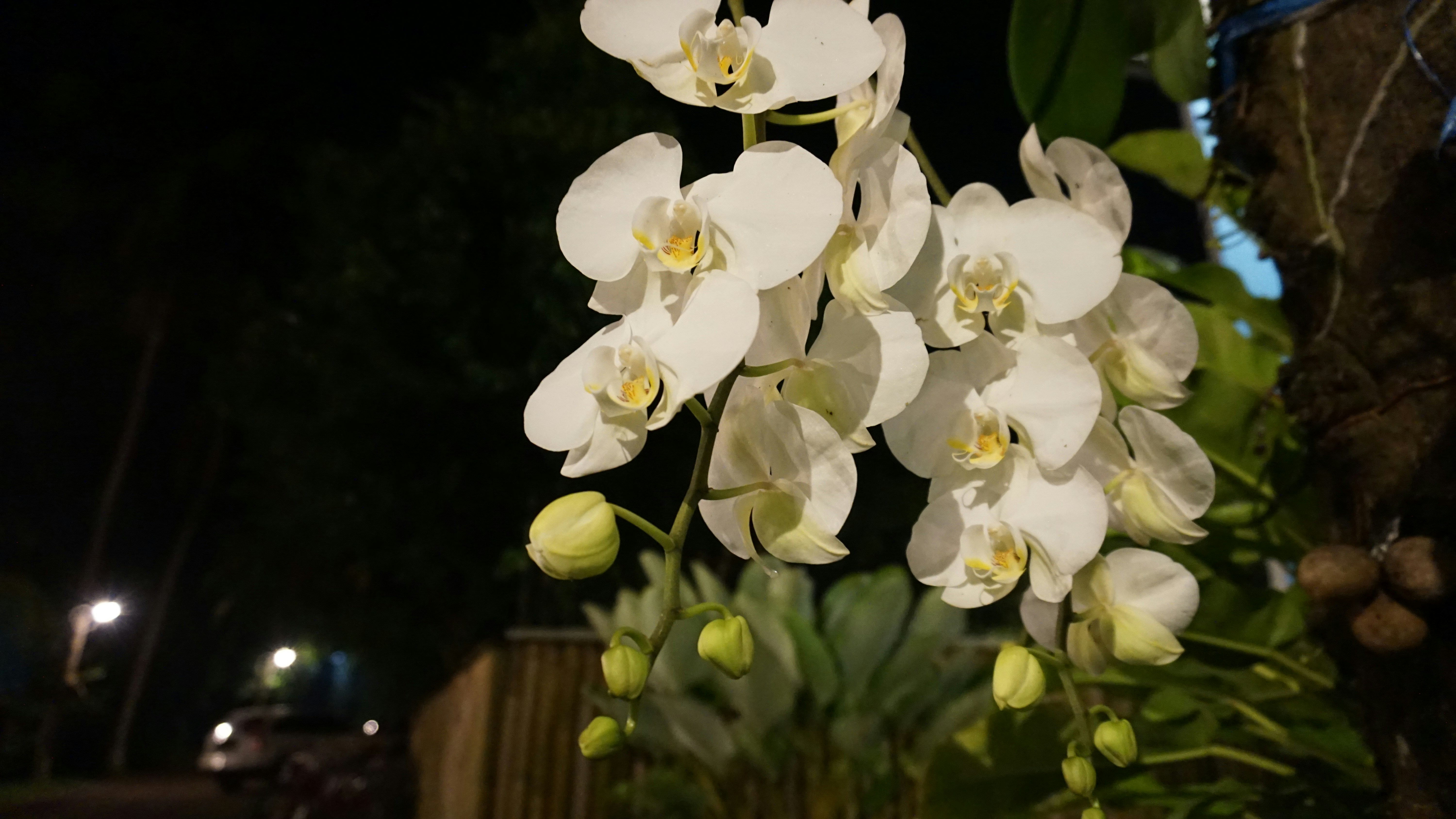 Orchid Cluster in Night’s Quiet Glow
