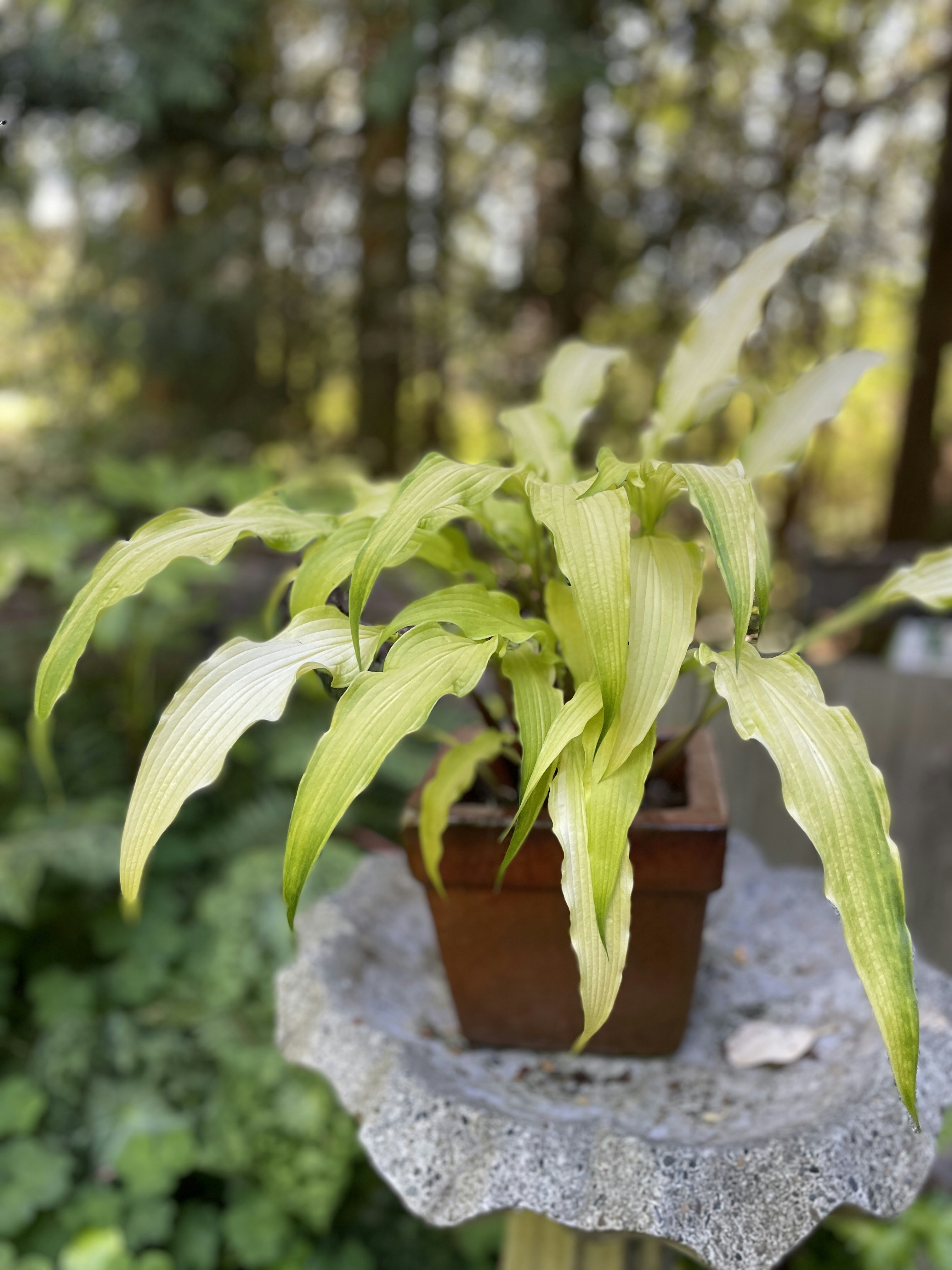 Une plante en pot assise au-dessus d’un bain d’oiseaux photo – Photo ...