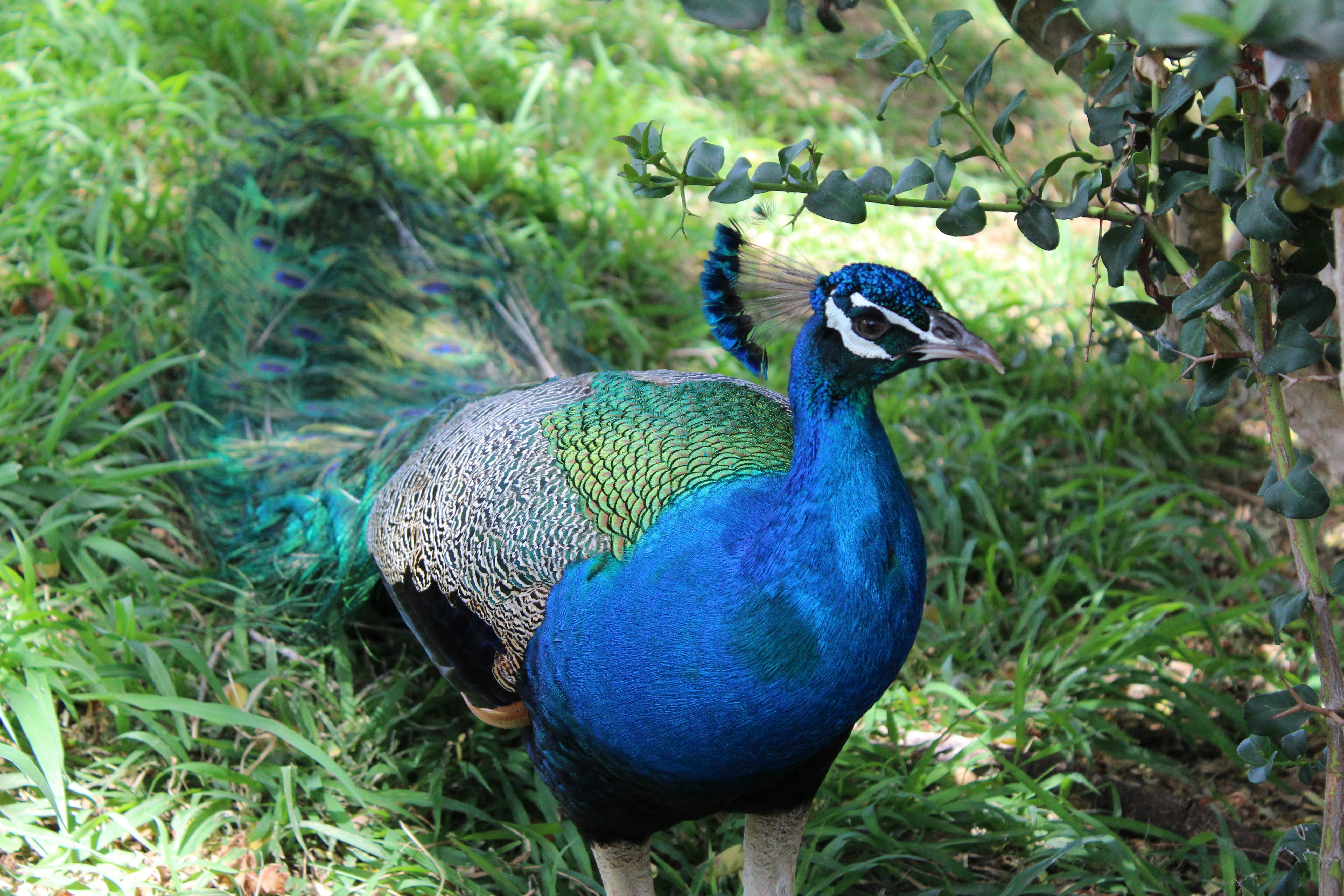 Emerald Crest in the Grass: A Peafowl Pausing Amid Greenery