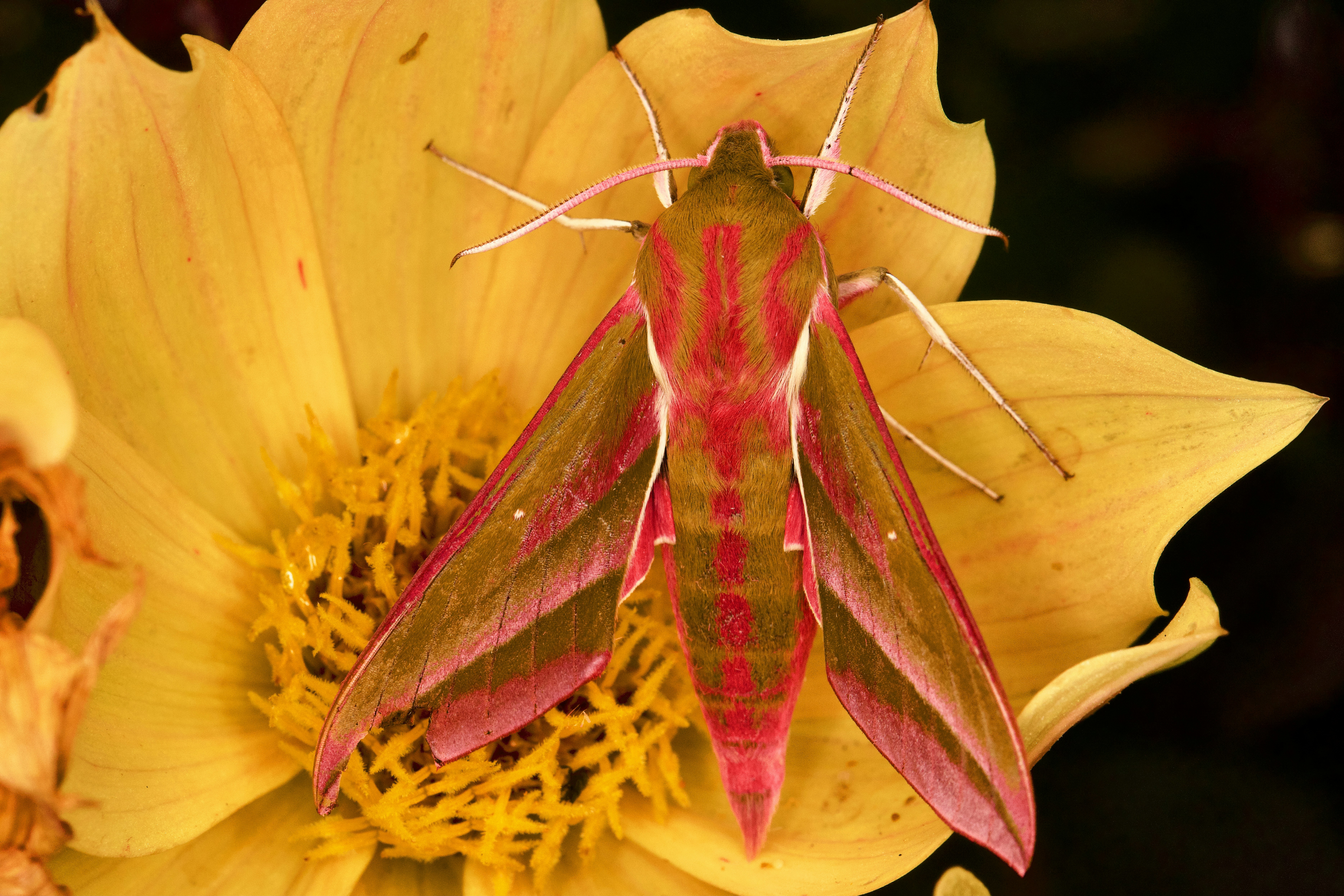 Magenta-Striped Crimson Moth on a Bright Sunflower