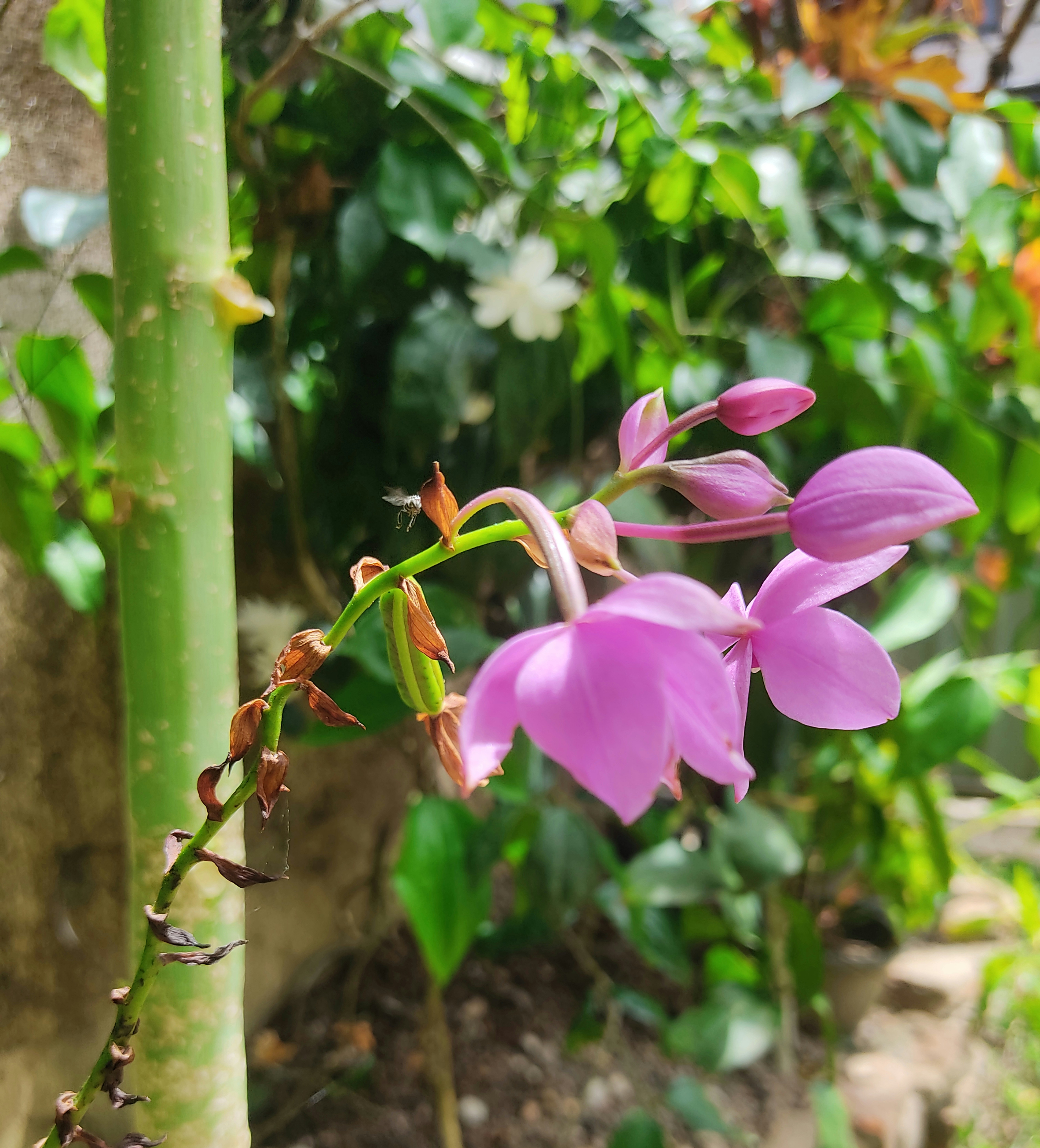 Pink Orchid Cascade on a Garden Stem