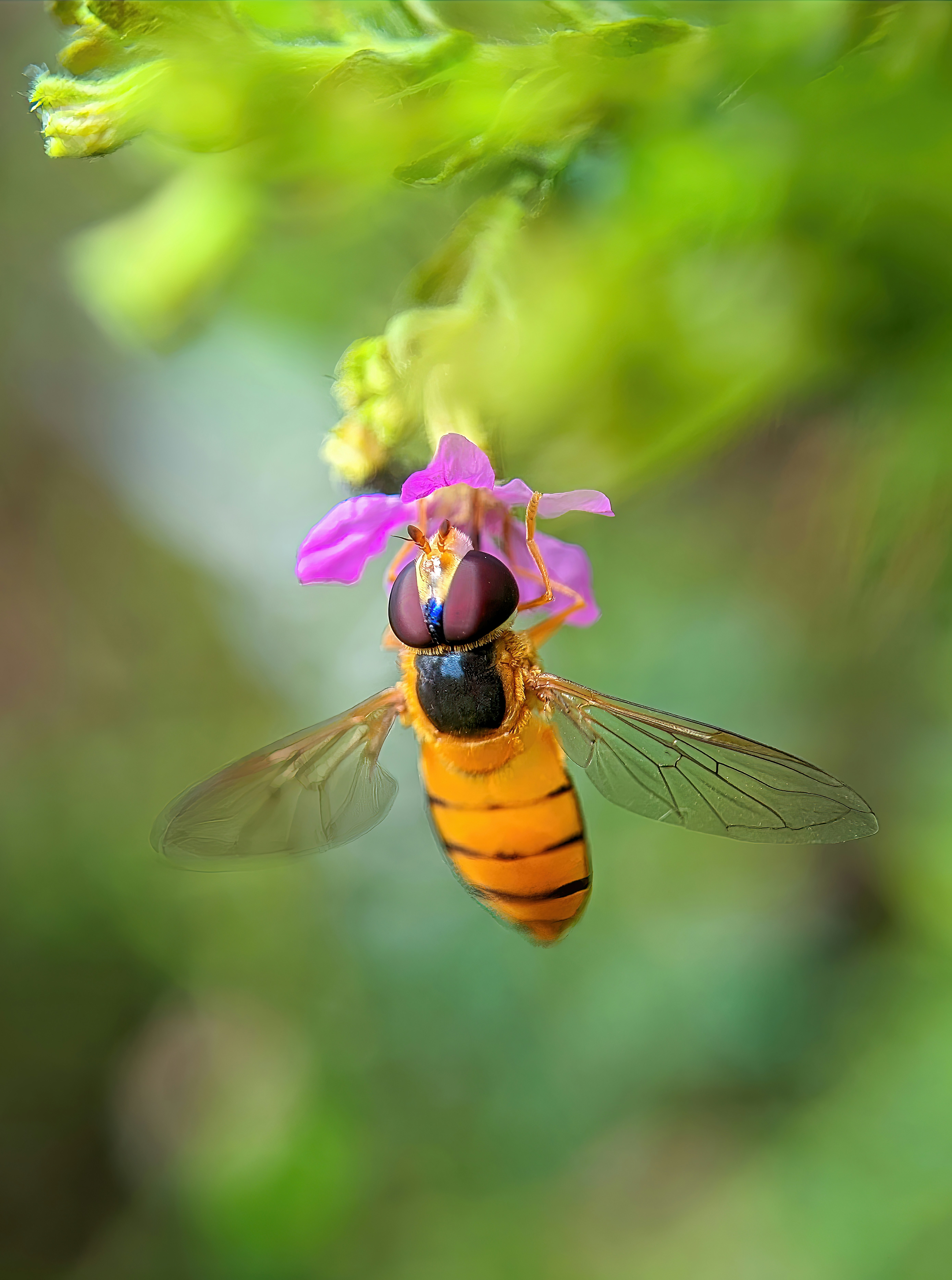 A close up of a bee on a flower photo – Free Bee Image on Unsplash