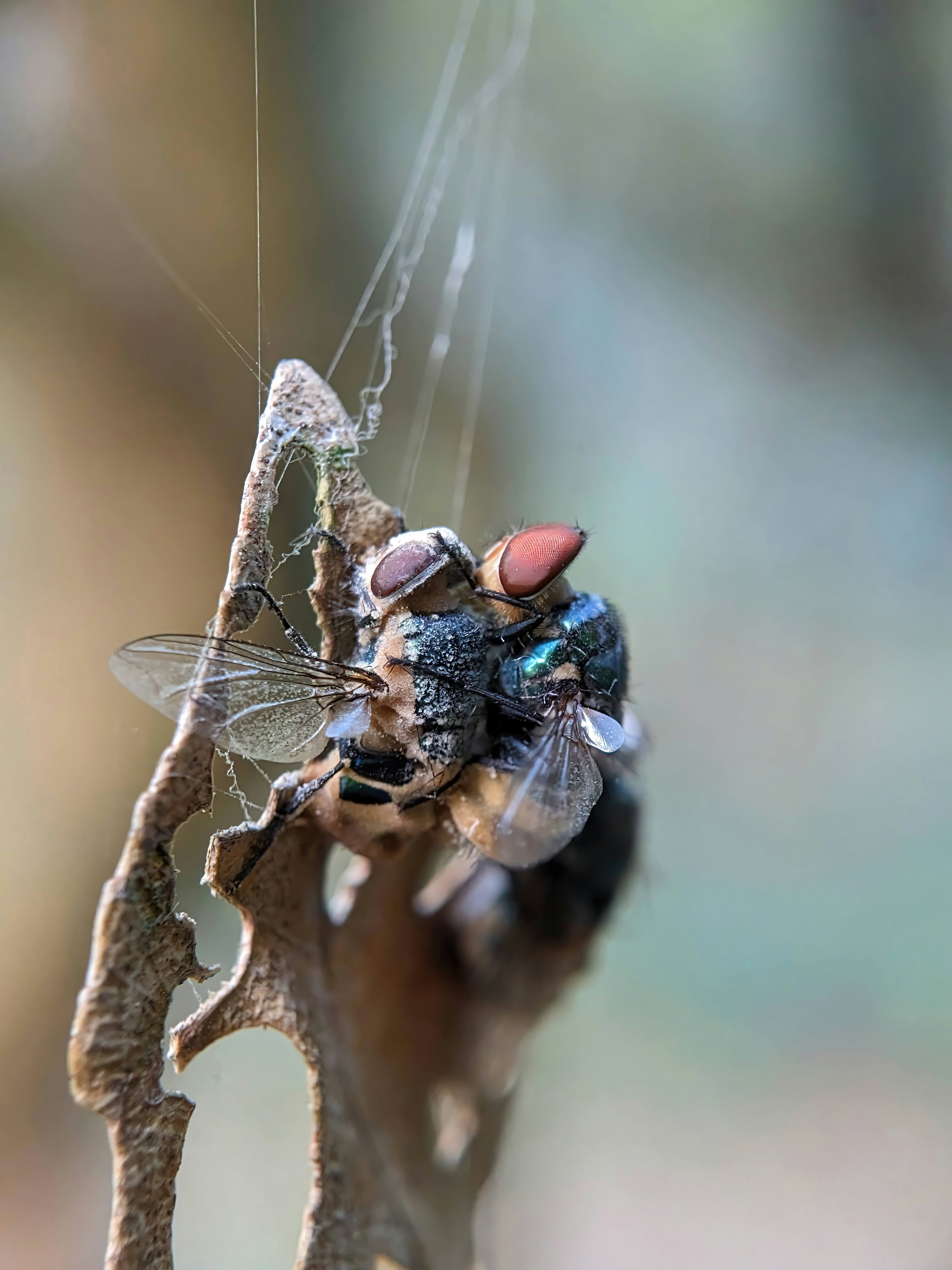 Gros plan d’une mouche sur une brindille photo – Image gratuite de ...
