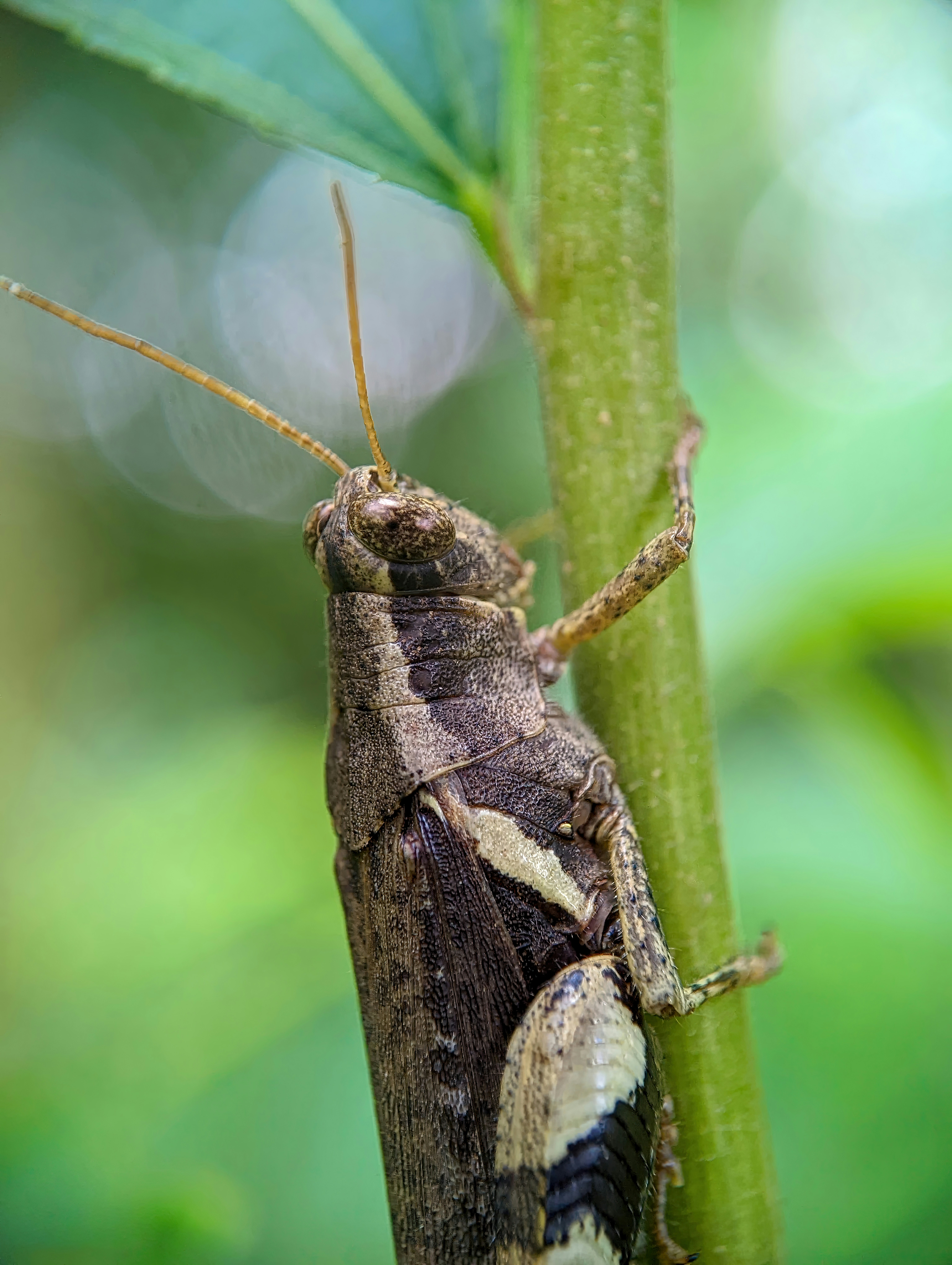 A close up of a bug on a plant photo – Free Insect Image on Unsplash