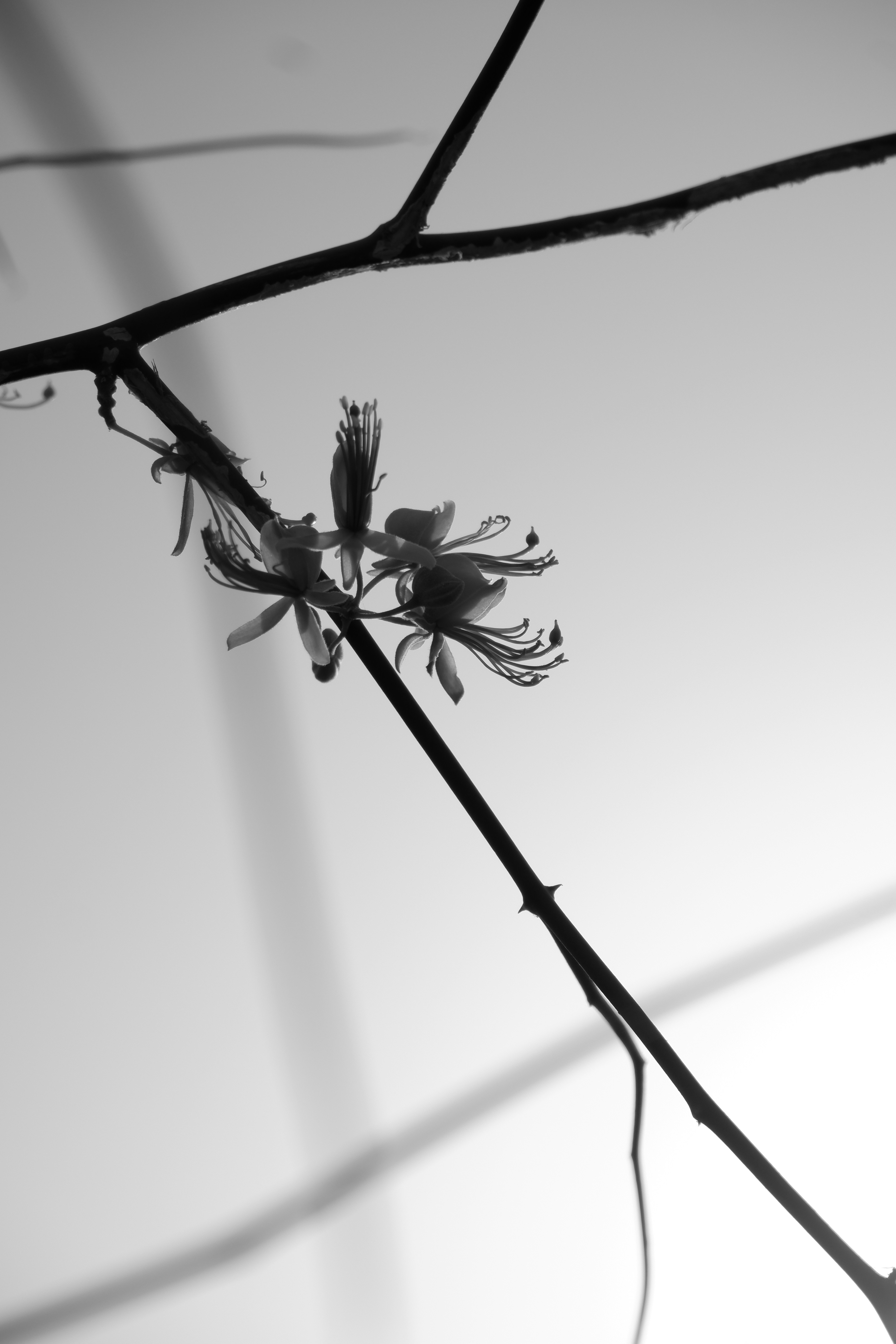 Crossing Blooms in Monochrome: A Minimal Close-Up of Delicate Branches