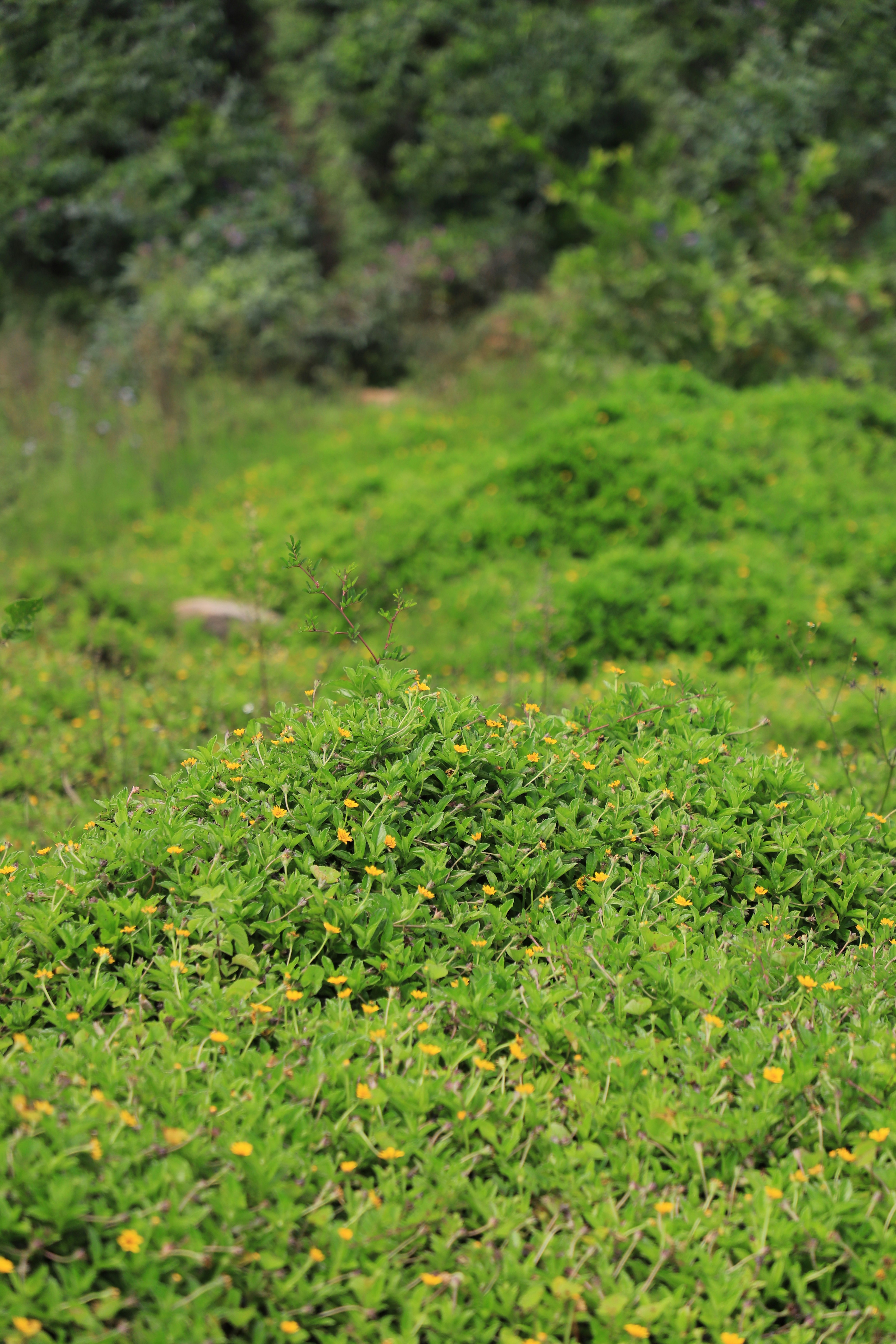 Emerald Carpet with Golden Dots: a quiet meadow beneath a lush backdrop