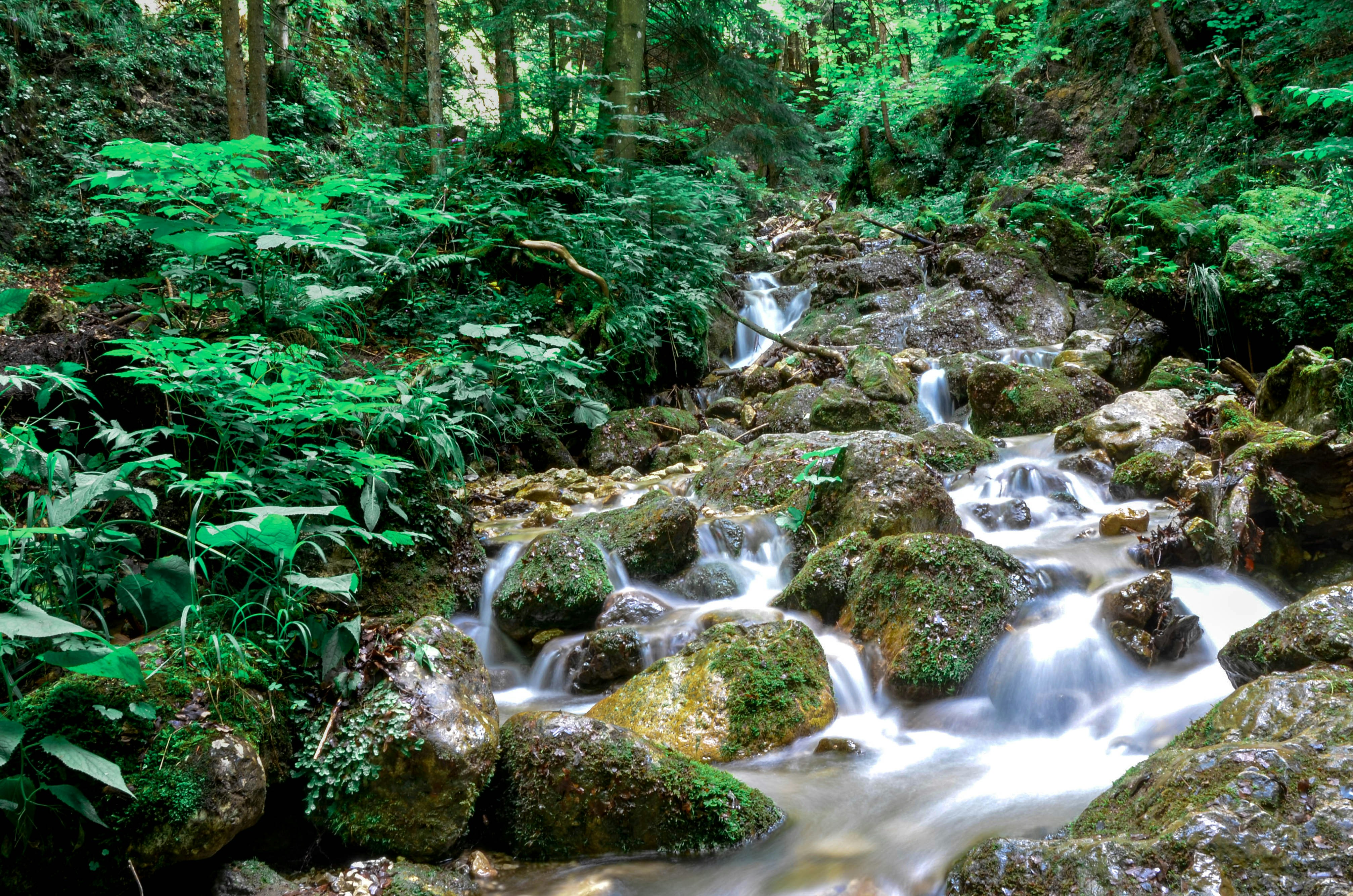 Gentle waterfall cascading over moss-covered rocks in a lush green forest.