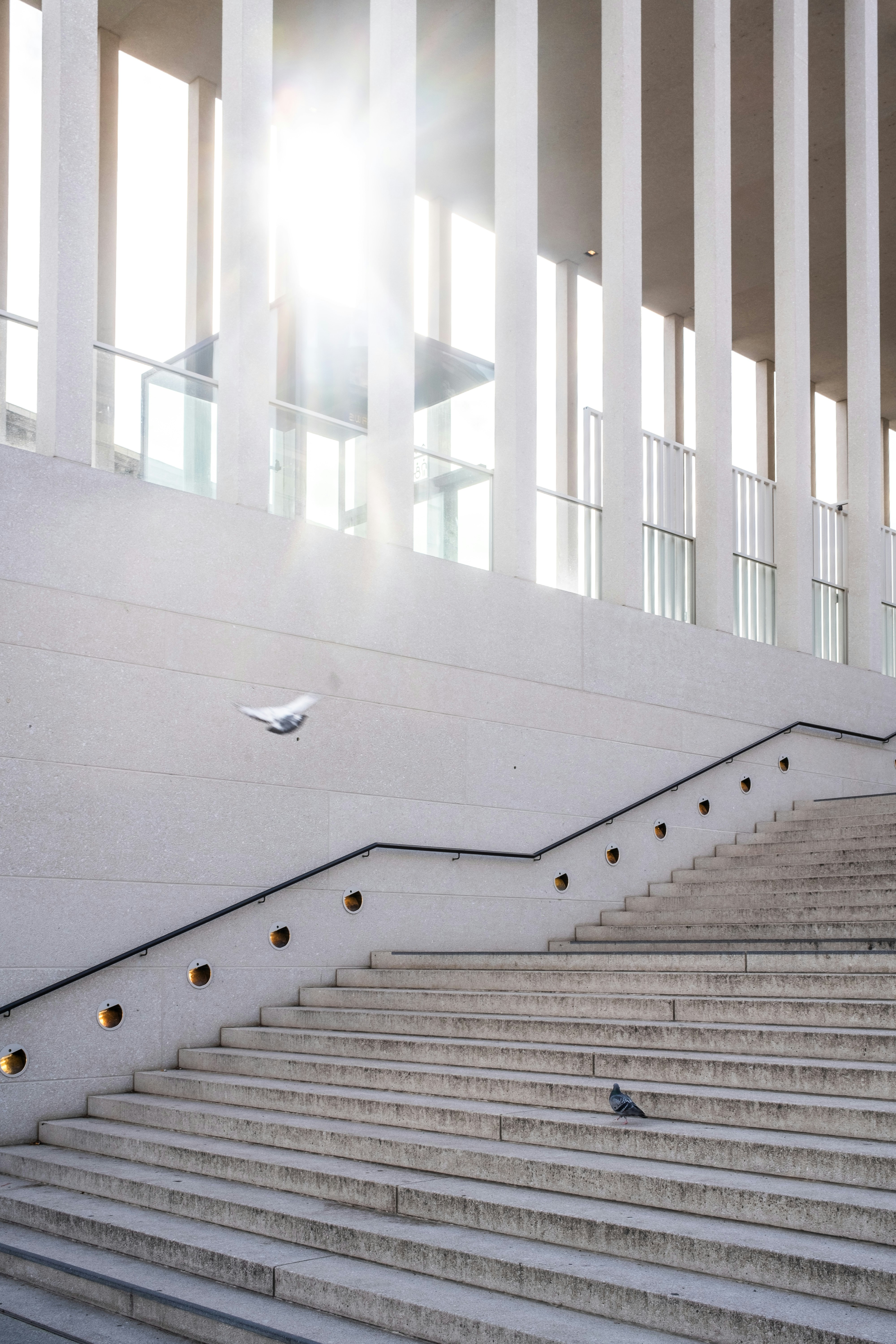 Dove Above a Sunlit Stairway Against a Minimalist Facade
