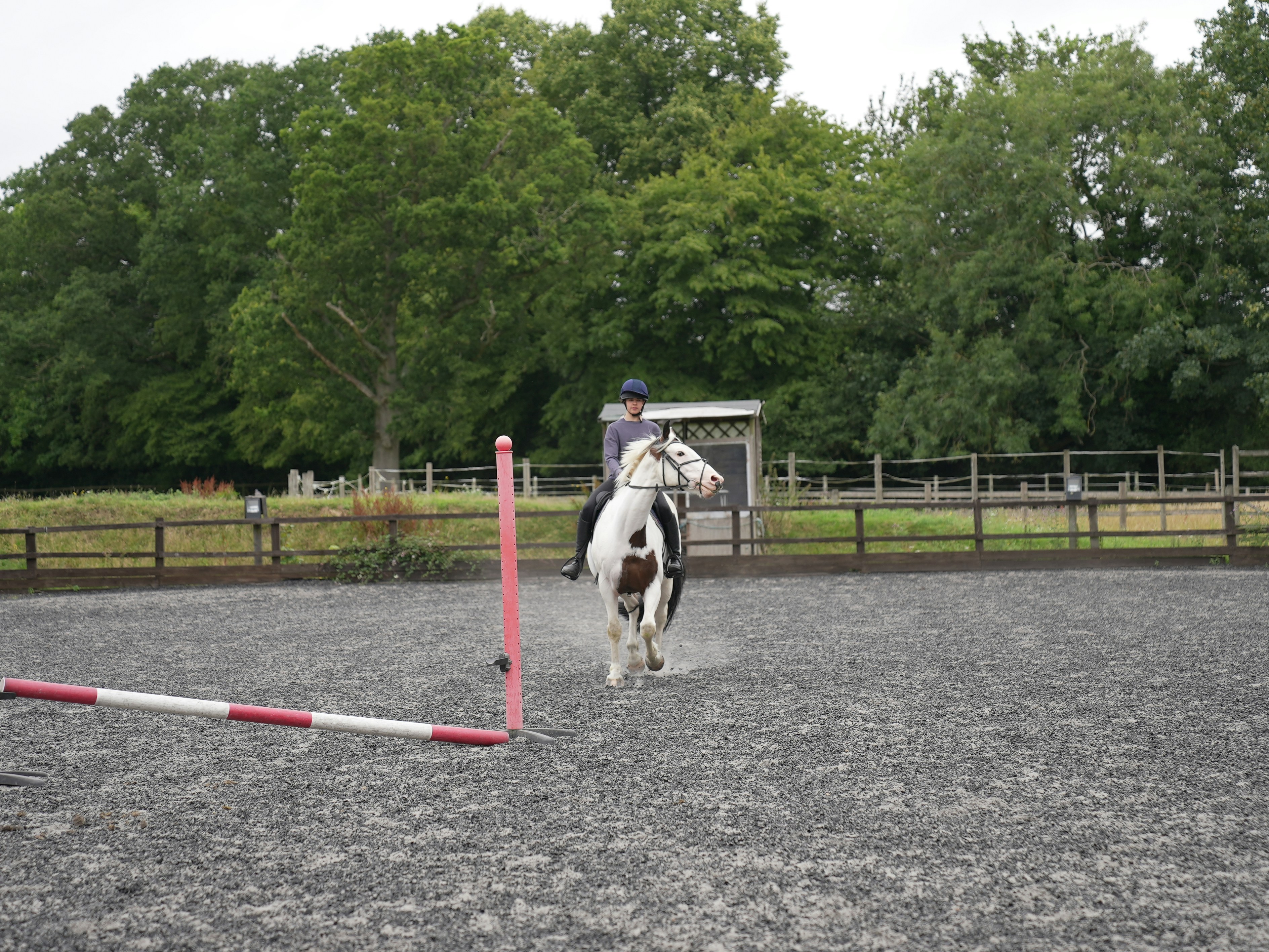 Pinto mare nears a low pole jump in a sunlit gravel arena