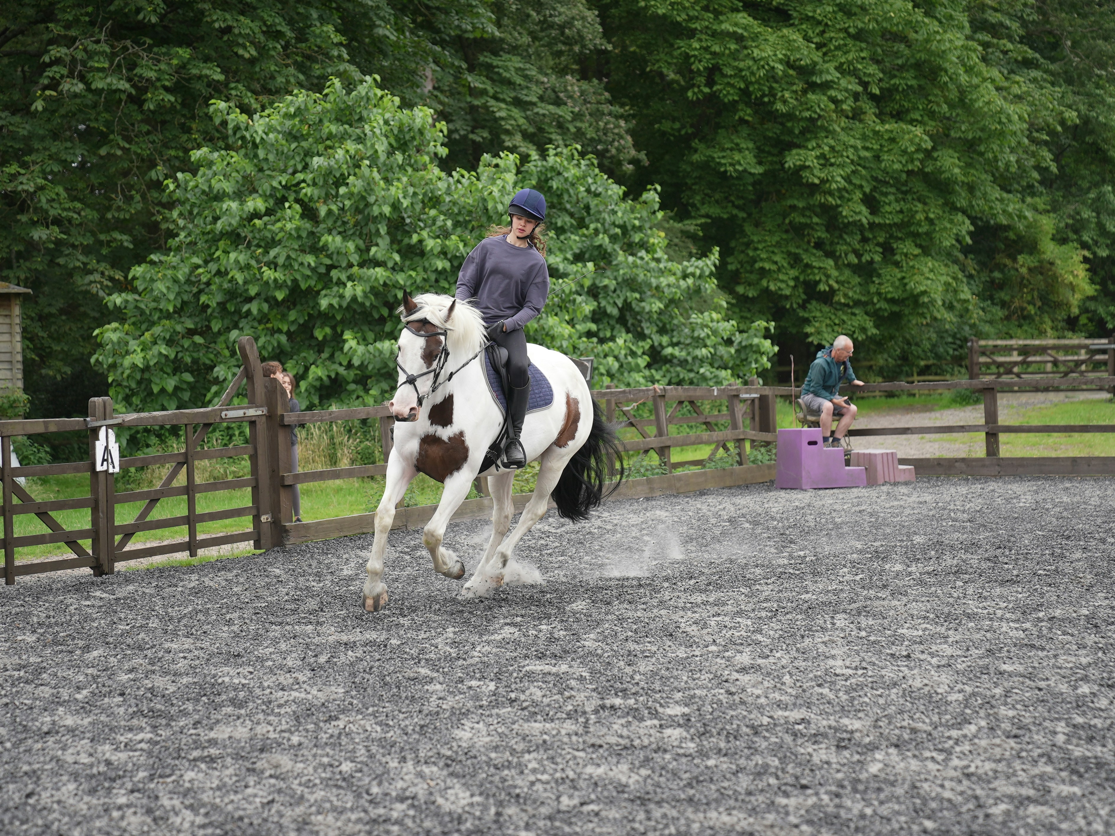 Momentum in the Ring: A Pinto in Mid-Trot with Focused Rider