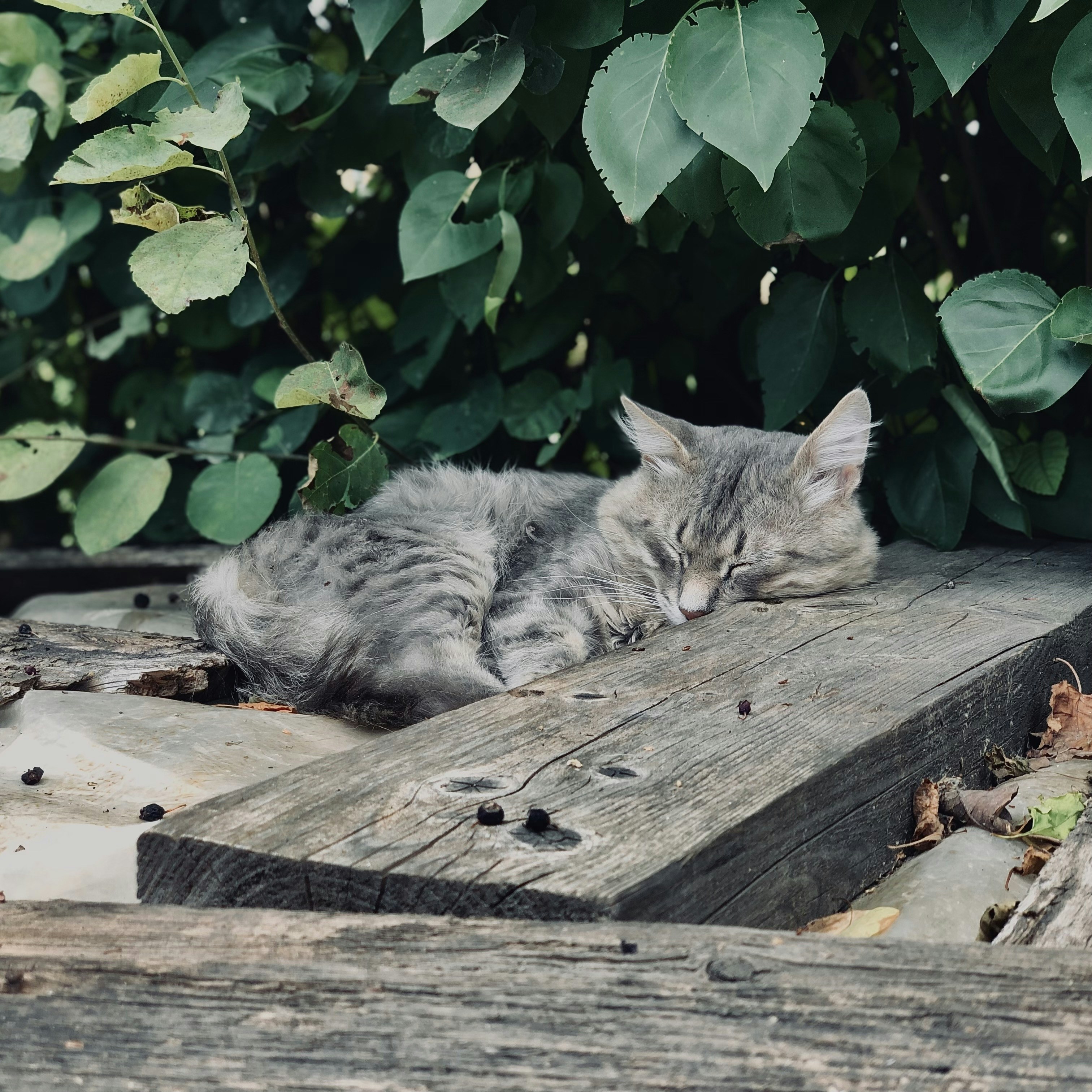 A cat laying on top of a wooden plank photo – Free Cat Image on Unsplash