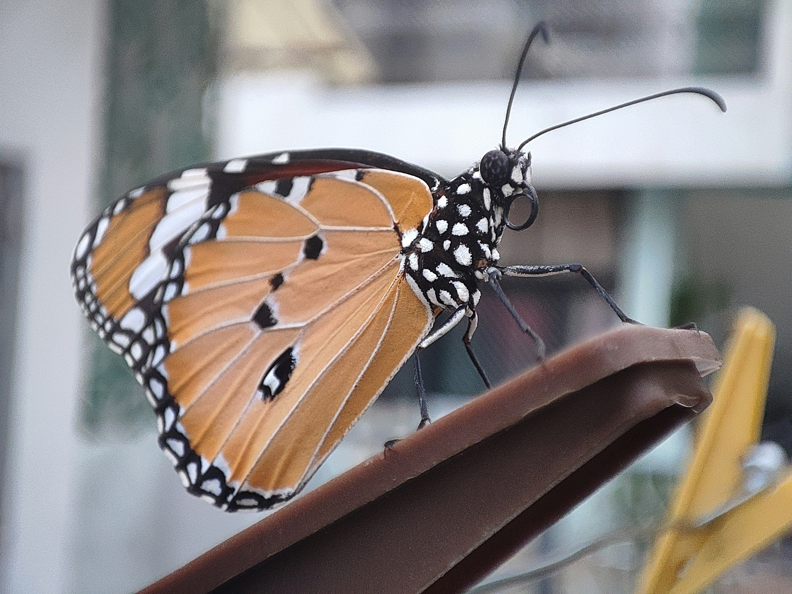 Monarch at Rest: Close-Up of Orange Wings and Vein Pattern