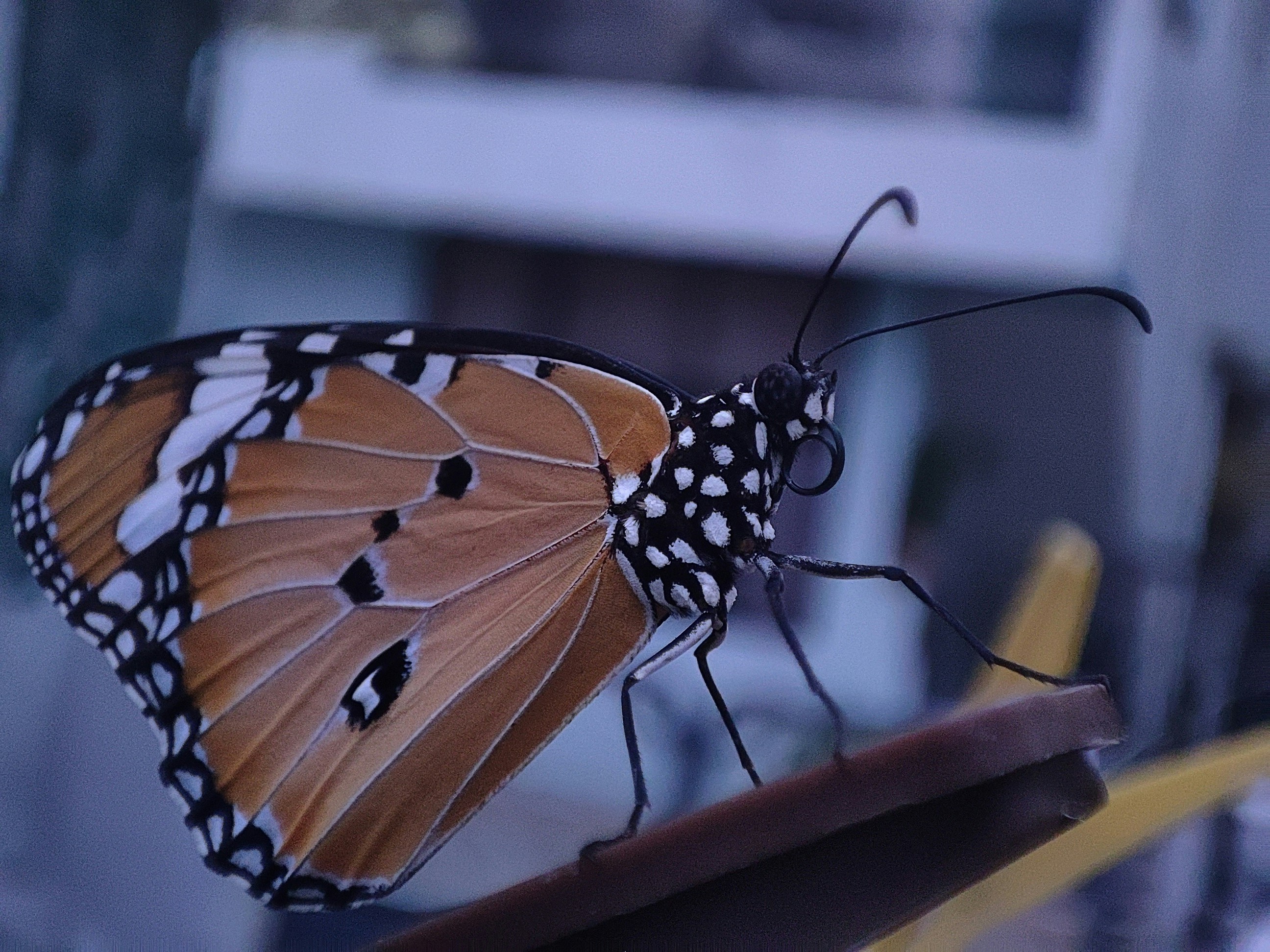 Winged Macro: A Butterfly's Quiet Perch on Weathered Wood