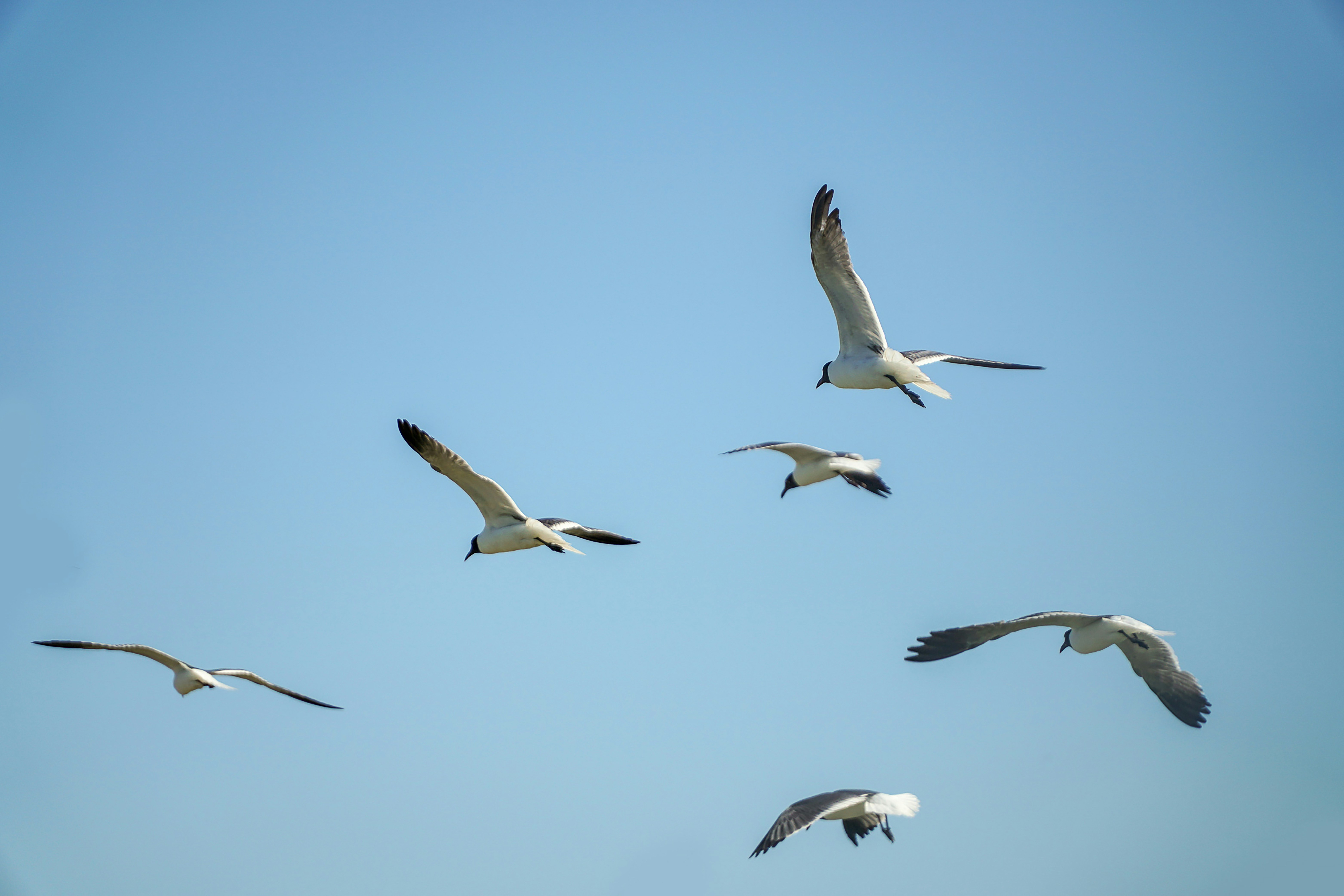 A flock of birds flying through a blue sky photo – Free Animal Image on Unsplash