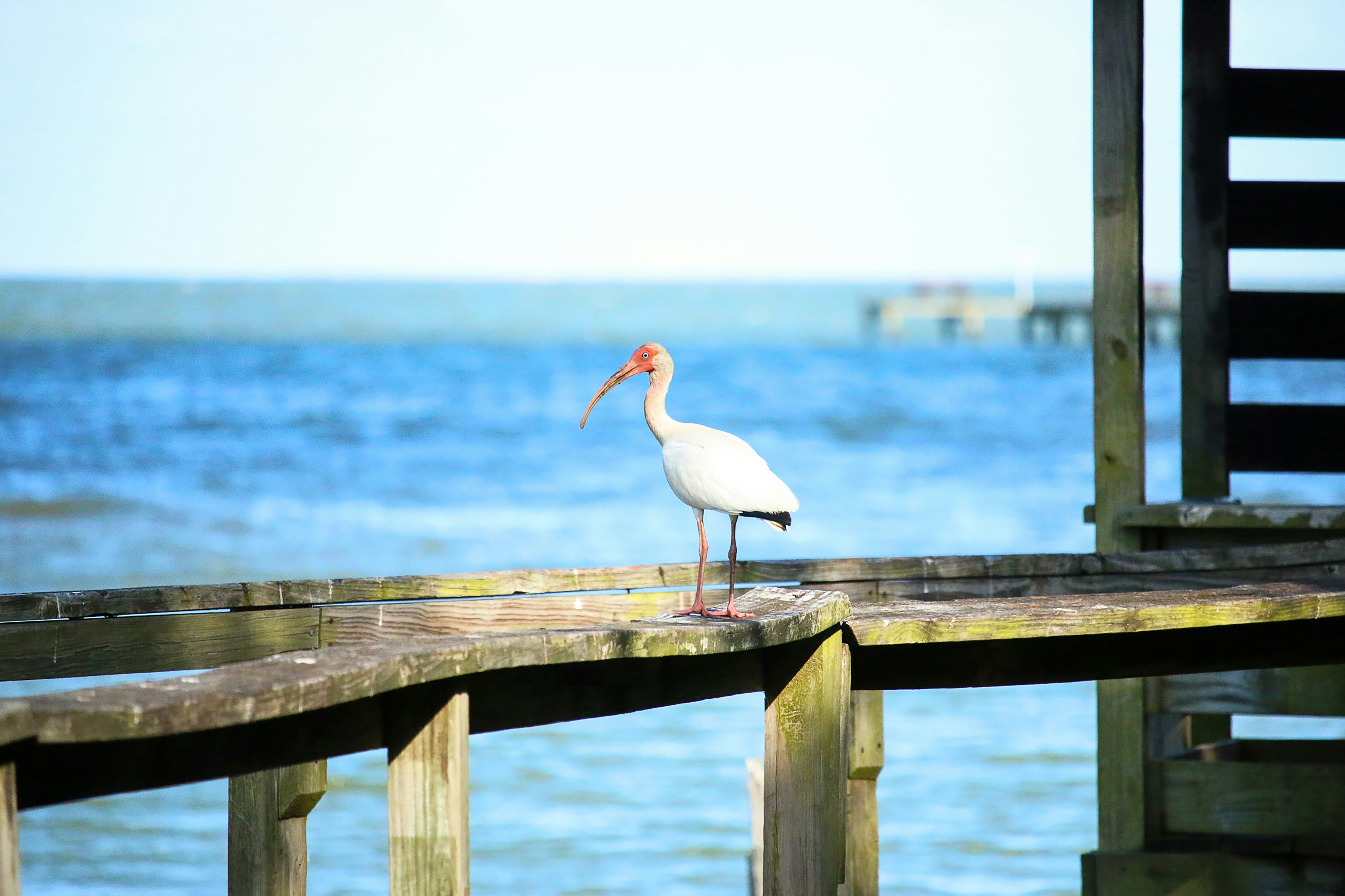 White Ibis on a Weathered Pier: Quiet Sentinel Over the Blue Sea