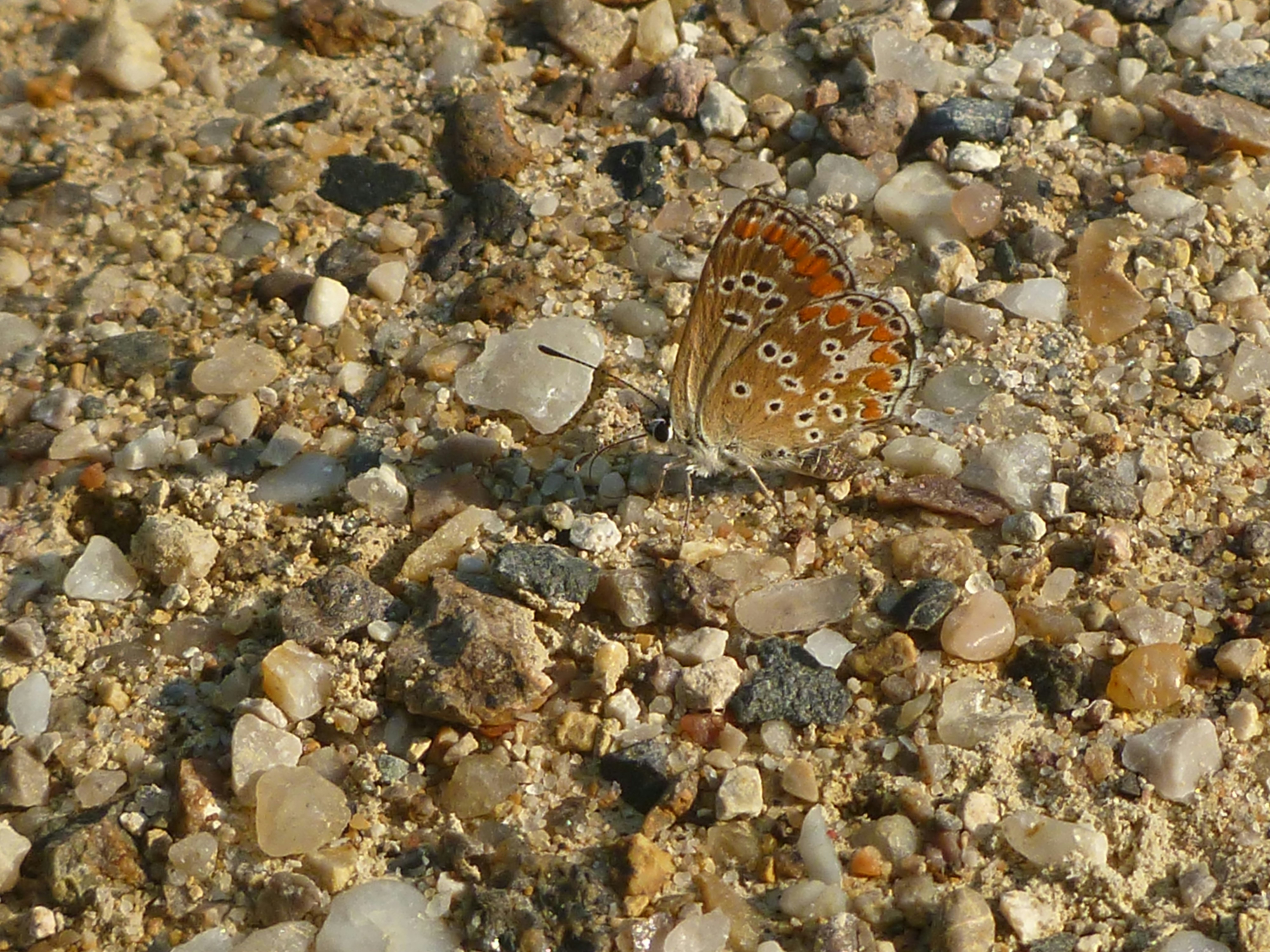 An orange butterfly with white-spotted wings rests on a bed of sunlit pebbles and sand. The shot highlights the ground texture and the butterfly’s delicate pattern against the gravel.