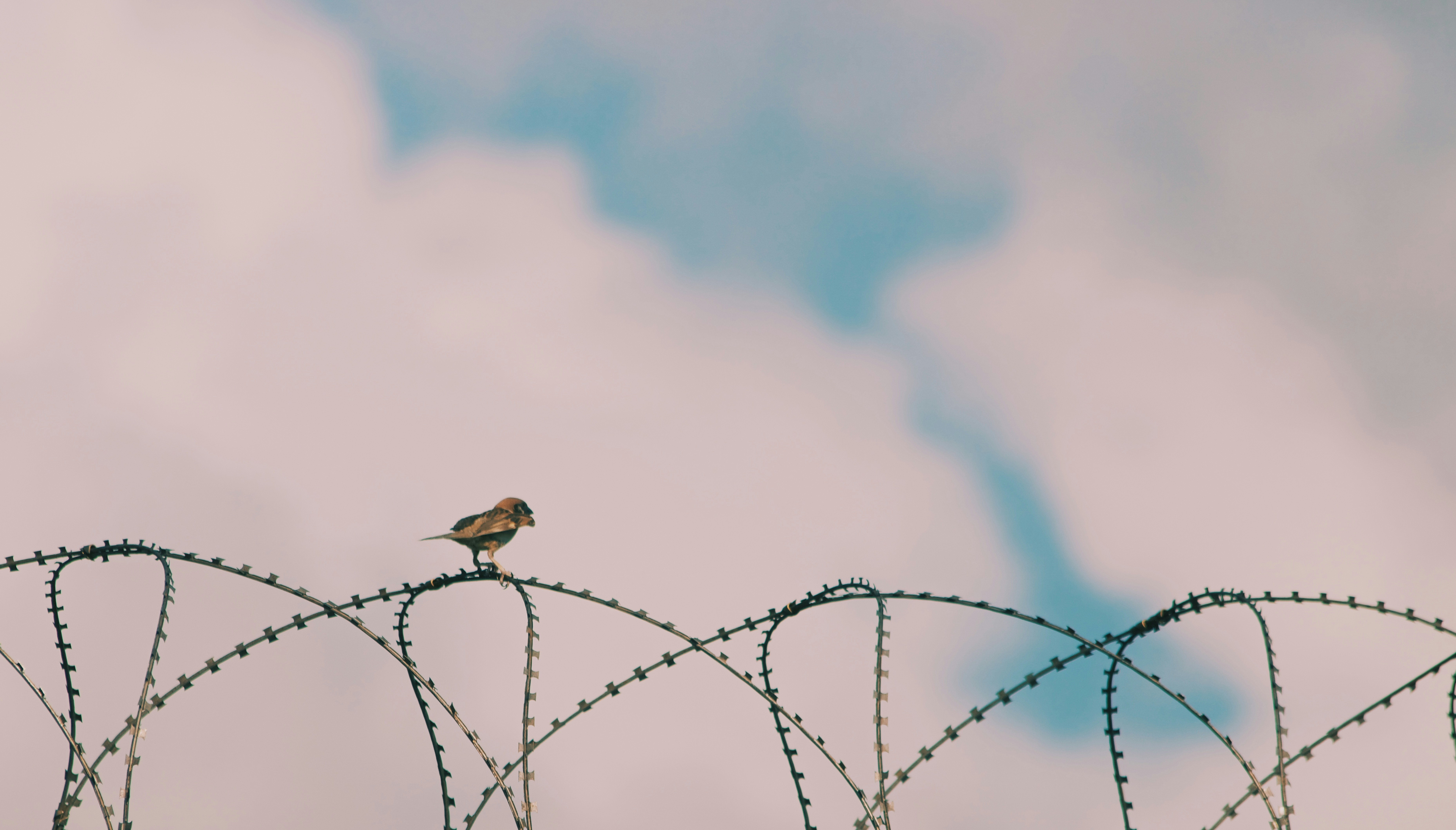 Sparrow on a barbed-wire skyline beneath a pastel sky