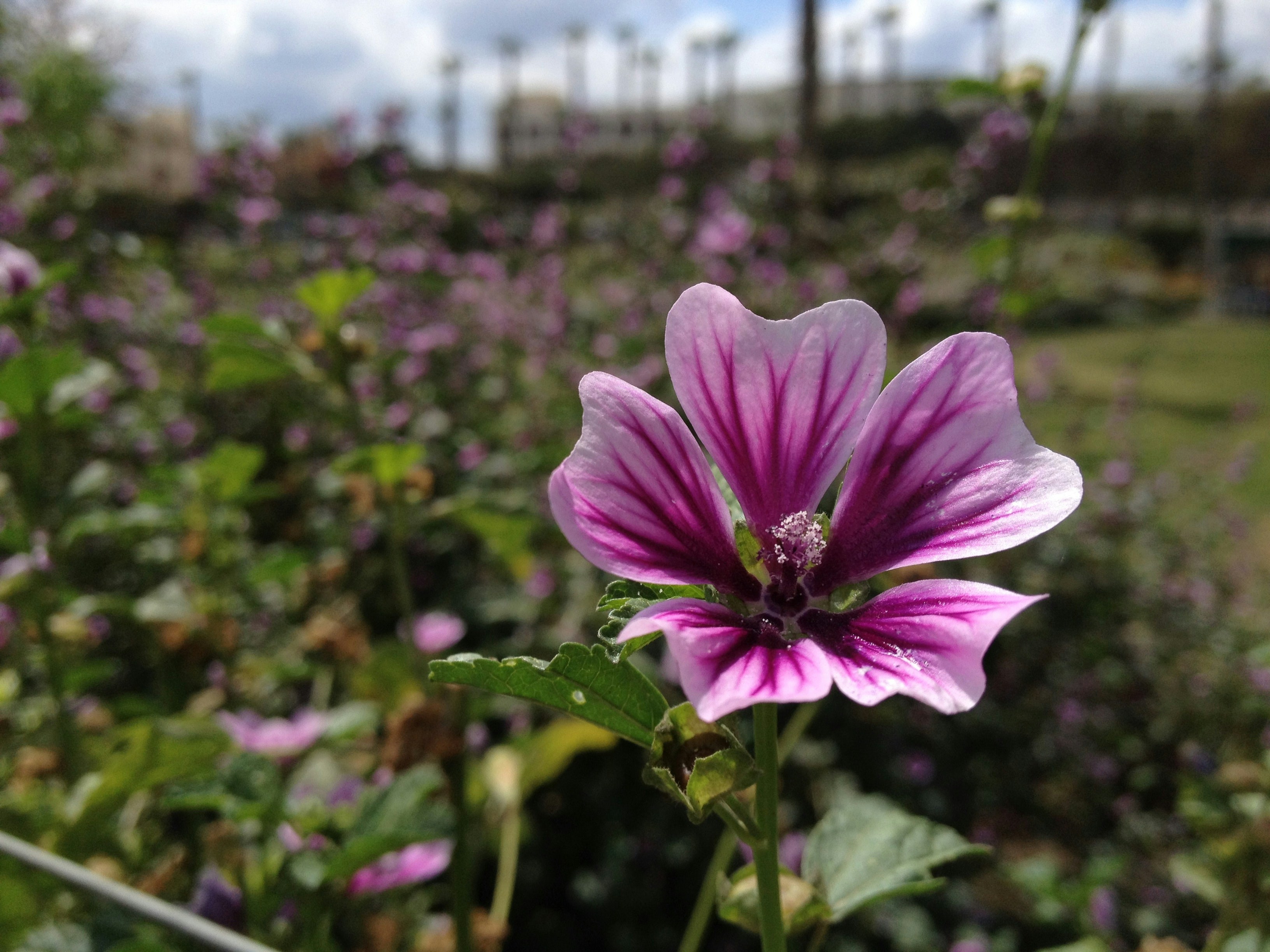 A close-up of a purple and white striped flower.