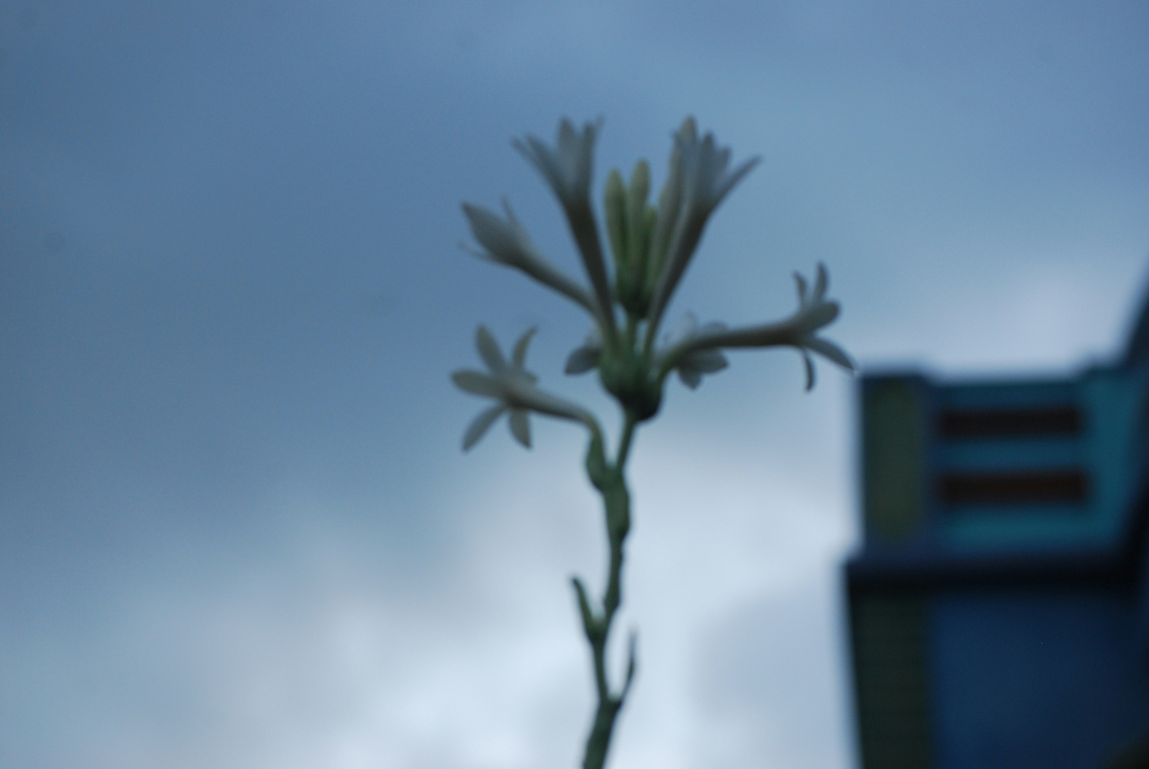 Upward Bloom: A Delicate Flower Reaching Toward the Sky
