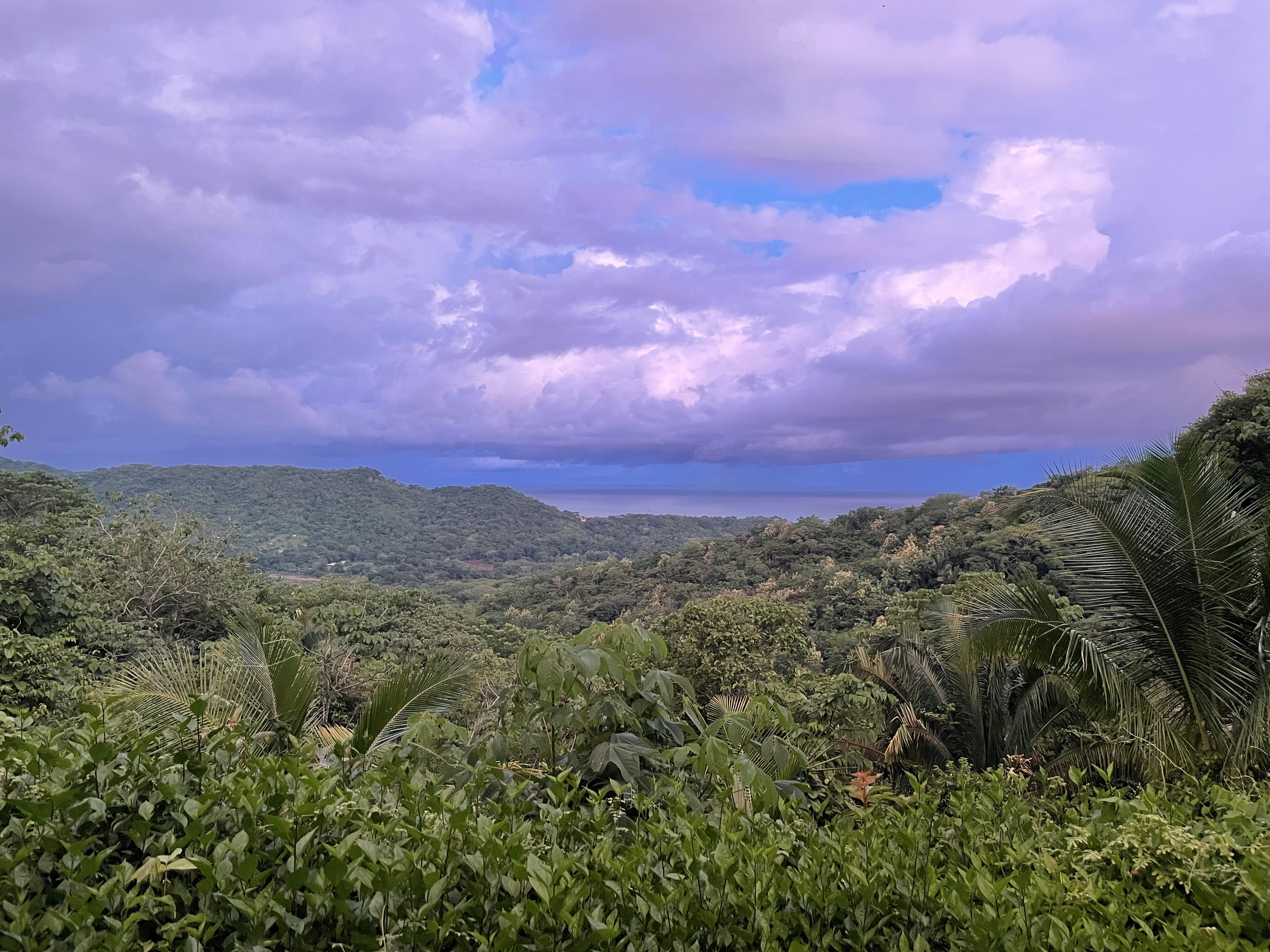a lush green forest filled with lots of trees