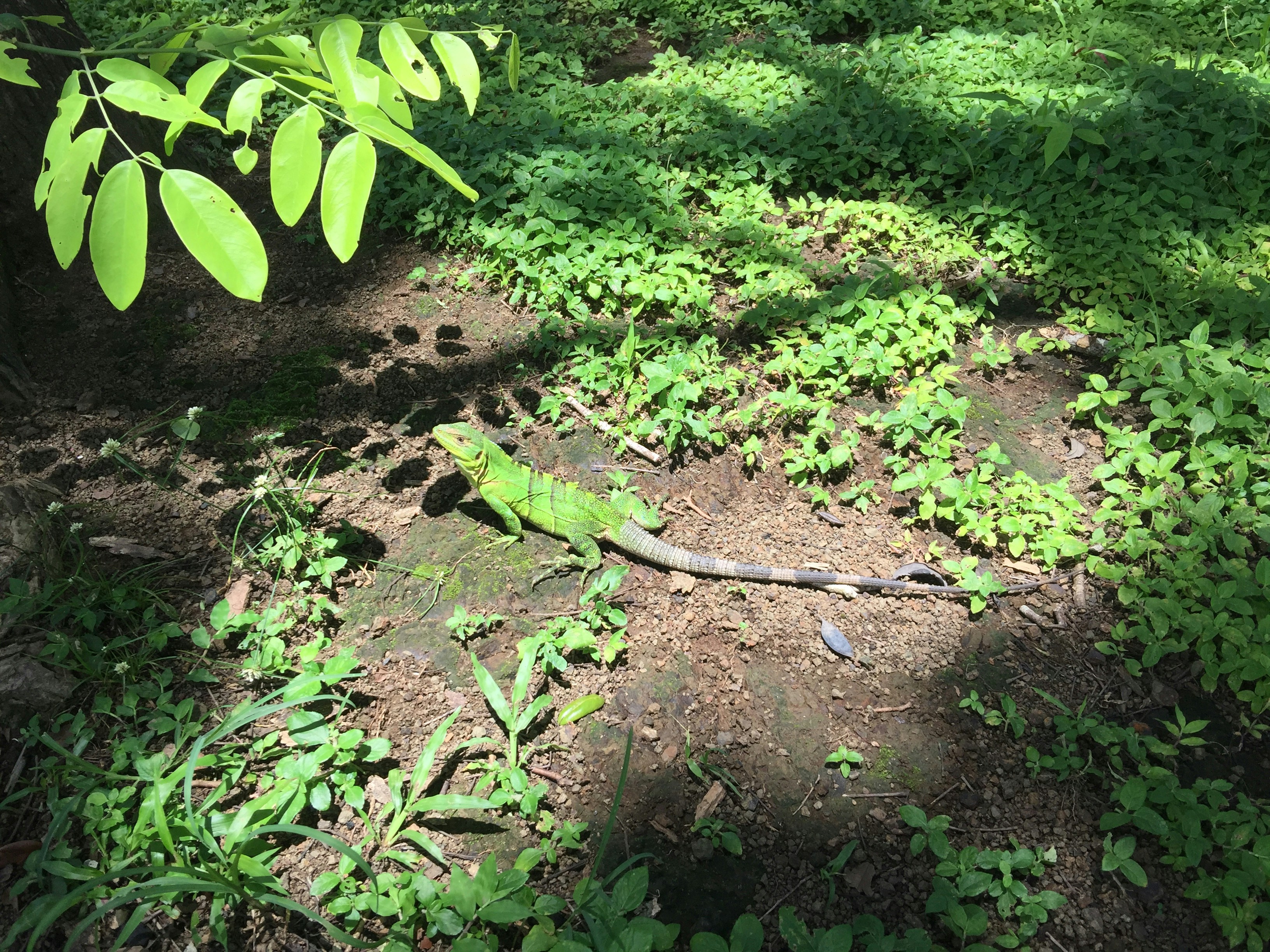 A green lizard laying on the ground in a forest photo – Free Costa rica ...